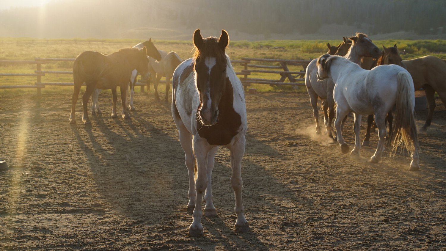 Values — Darwin Ranch