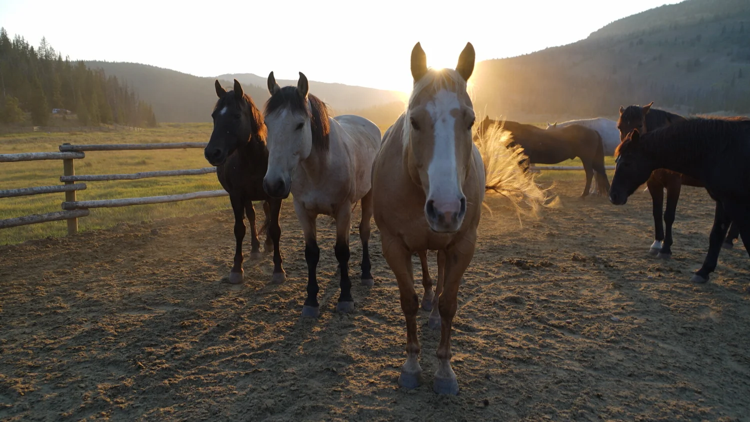 Values — Darwin Ranch