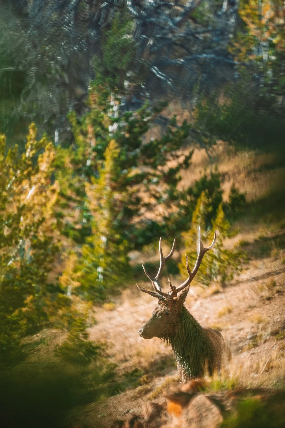 Chief Washakie Foundation — Darwin Ranch