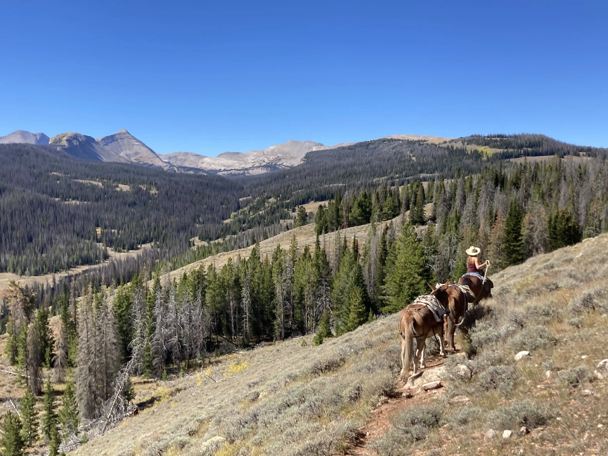 Pack Trips — Darwin Ranch