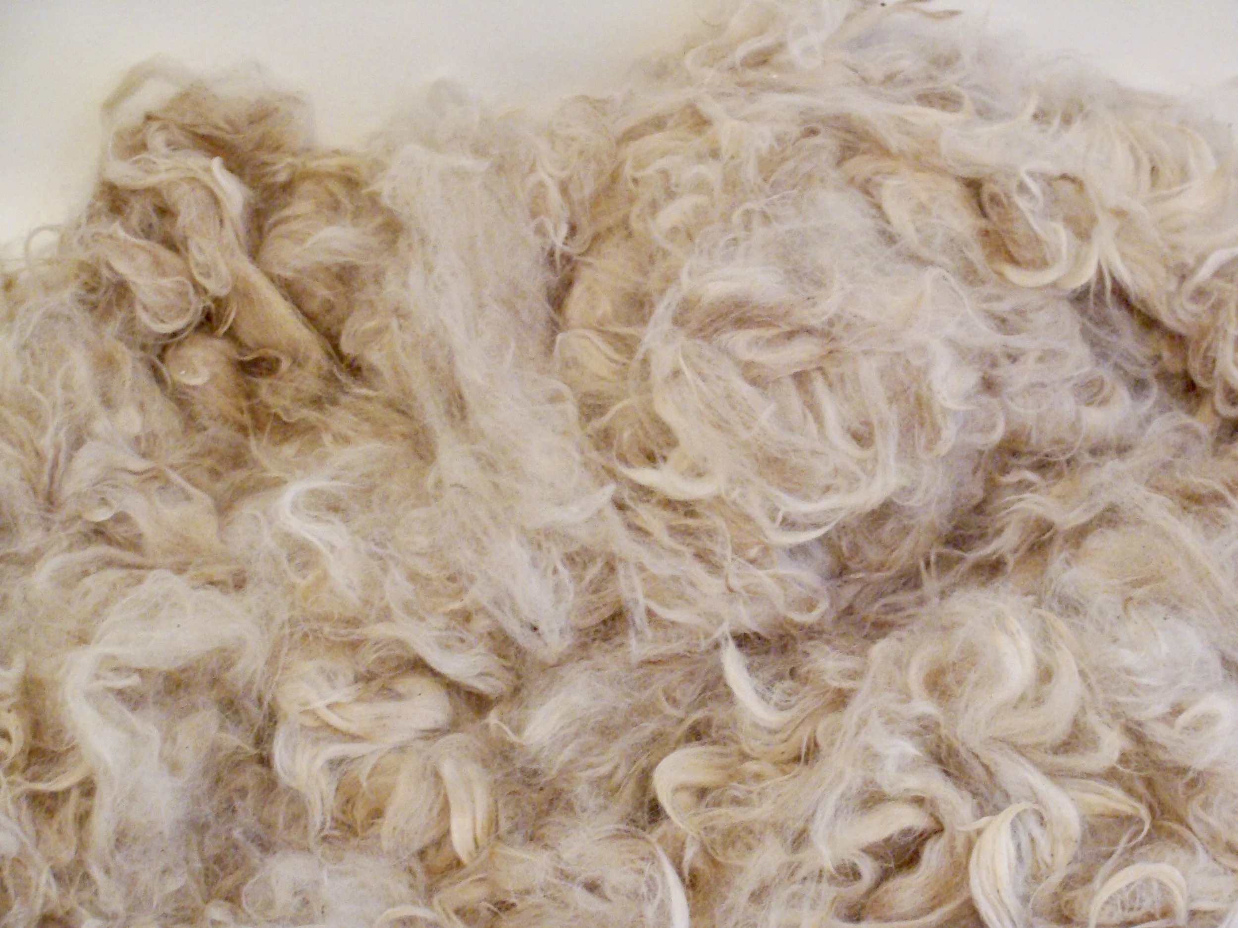 Alpaca Shearing — FLORA & FIBER