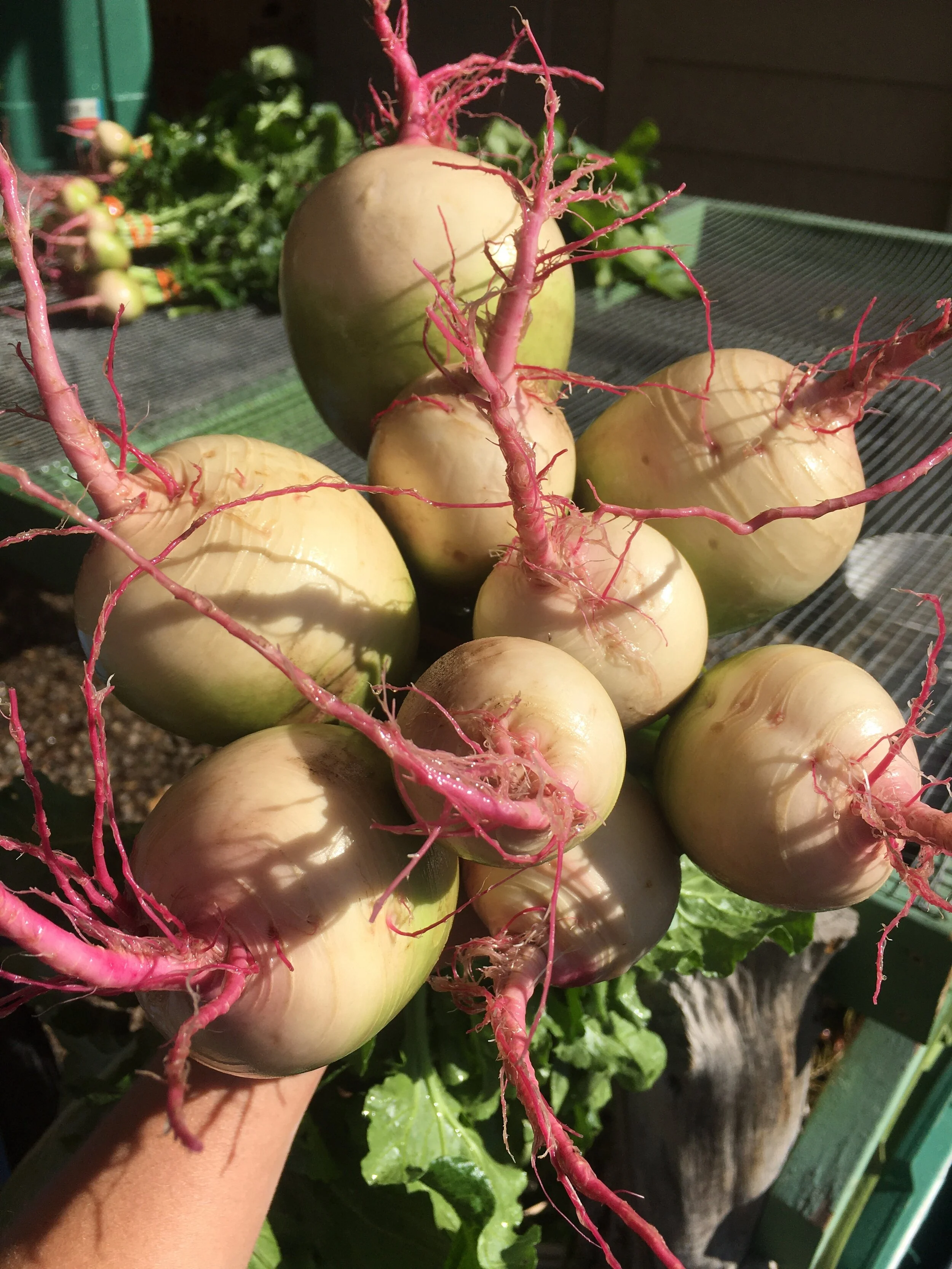 Crops We Grow — Backyard Urban Garden Farms