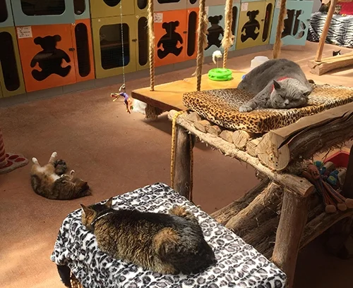 Orokonui Paws Inn