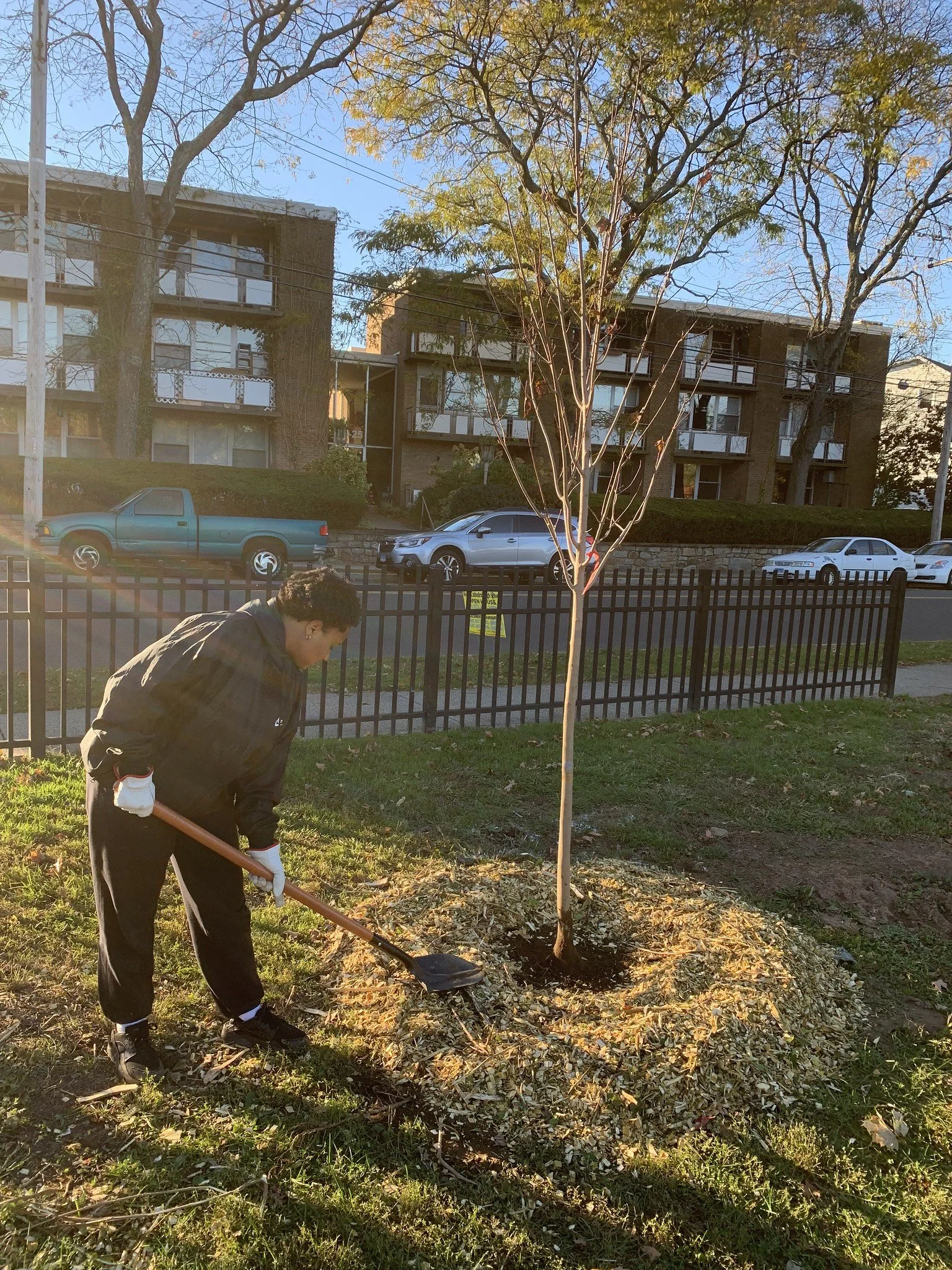 Adopt-a-Tree & Tree Corps — Groundwork Bridgeport