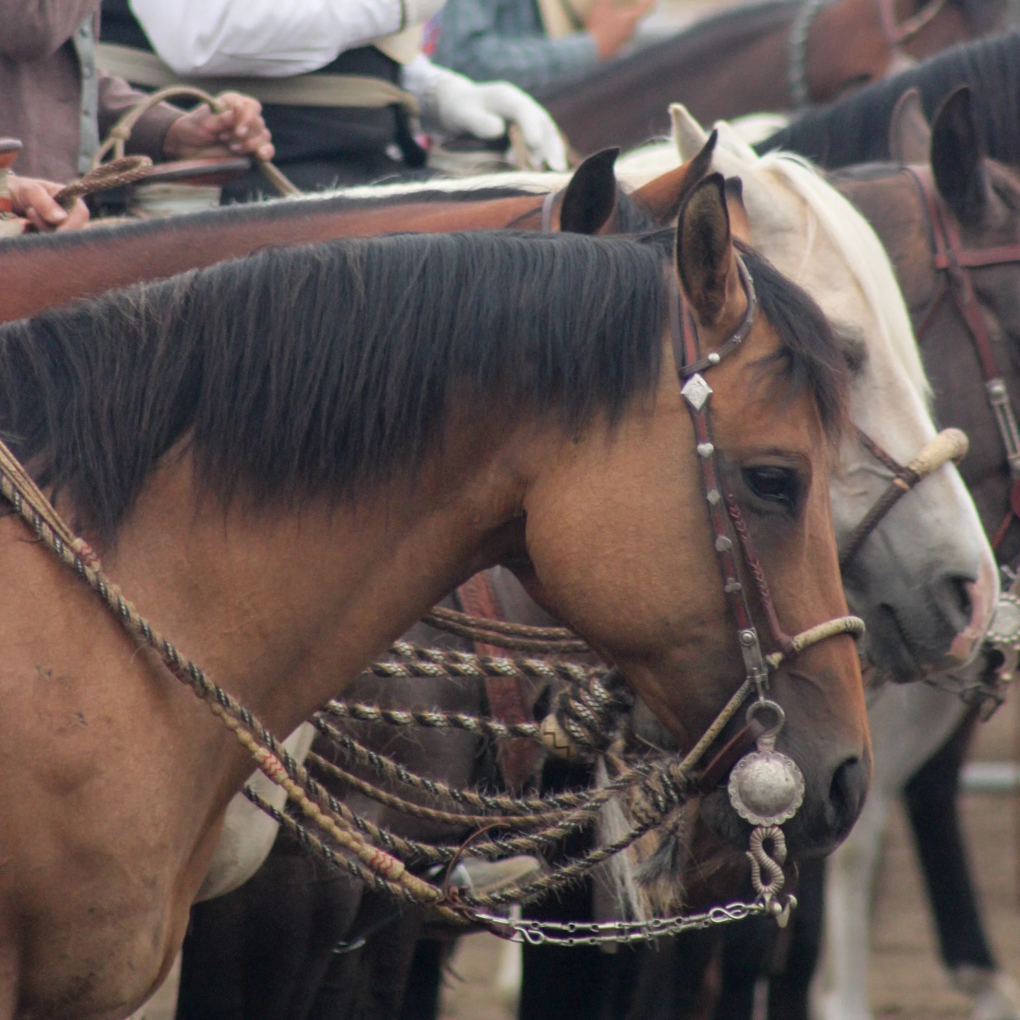 The Old Spanish Trading Company