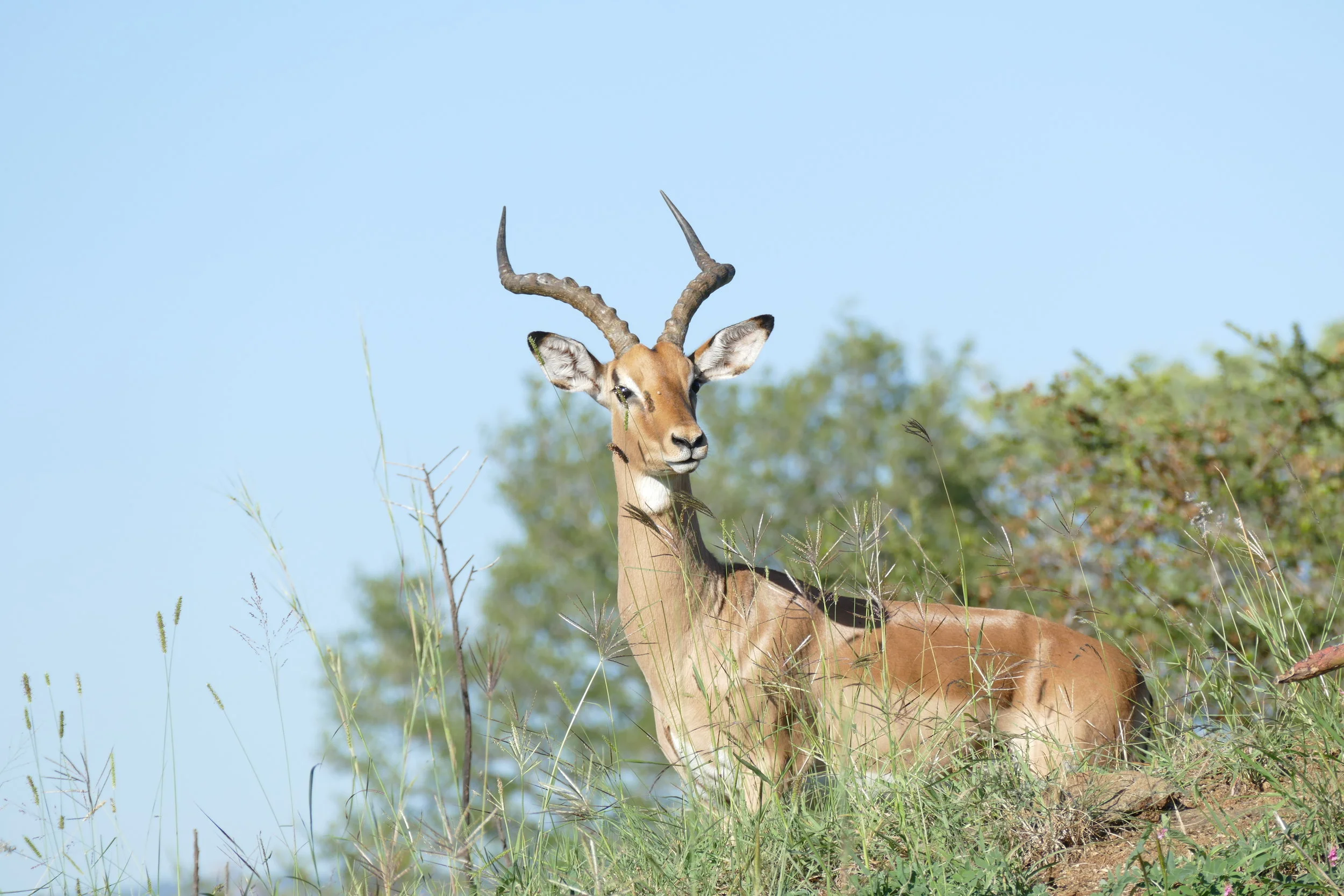 Rooibok — Adonsonia Lodge