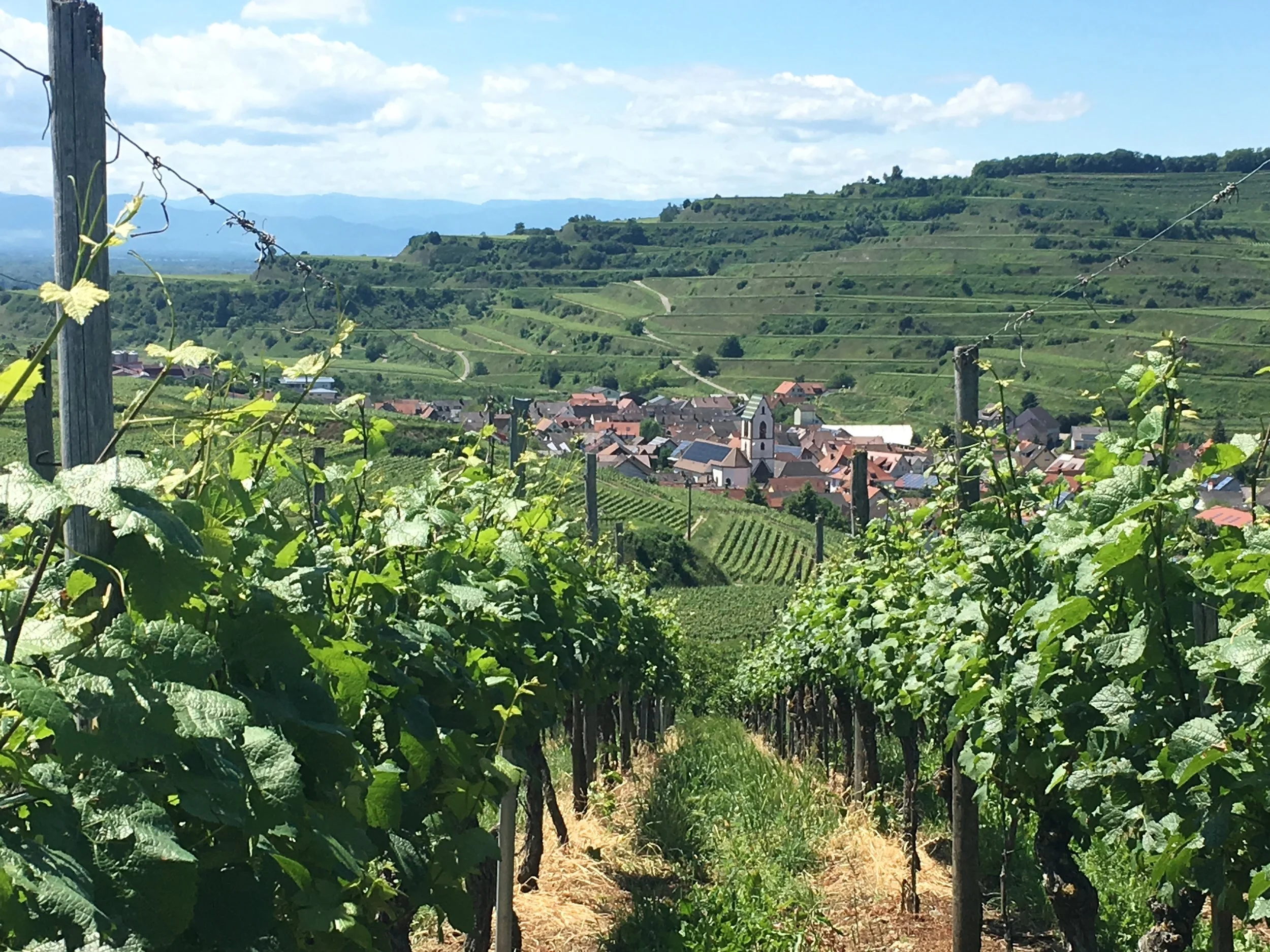 German Wine Road(s) — Continental Traveller