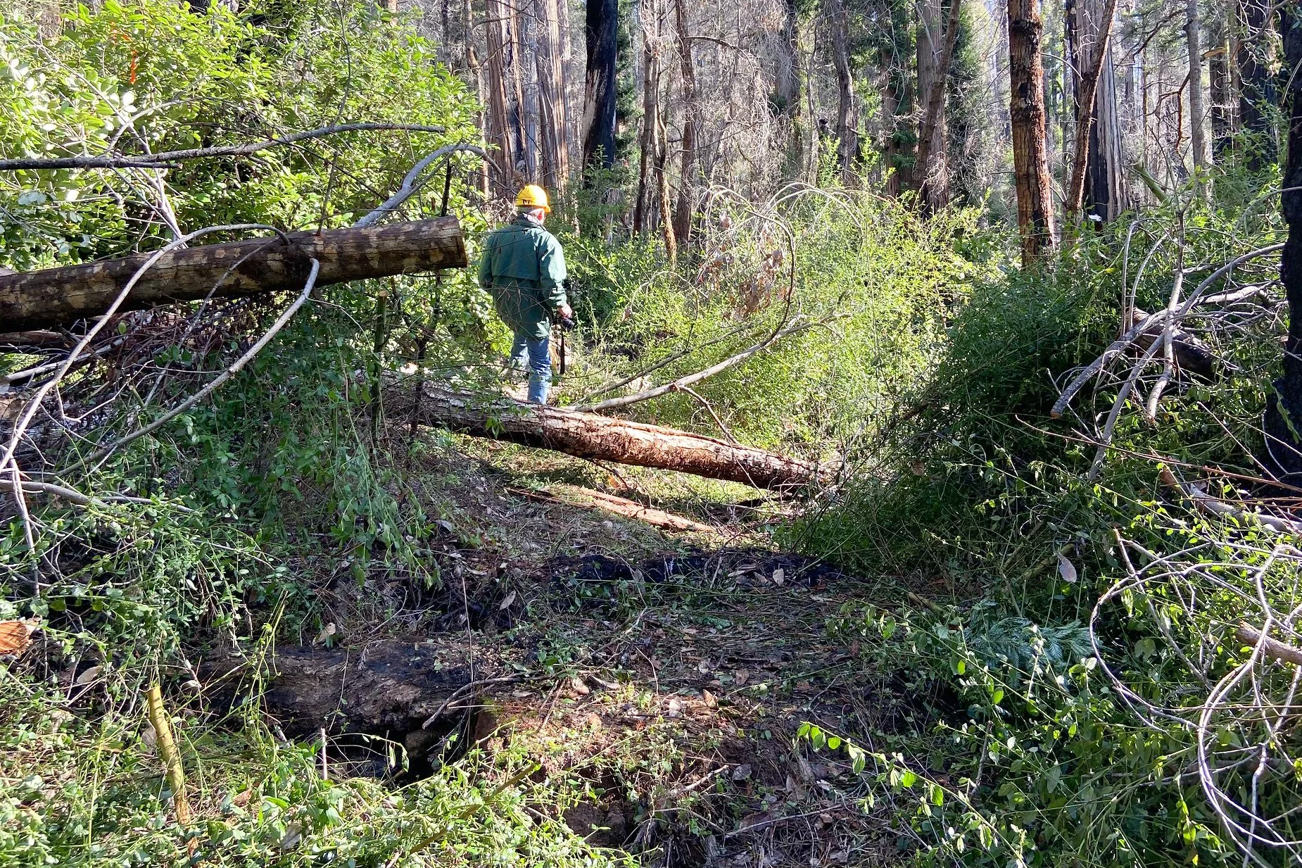 FEB 24 - Sequoia Trail Continues — BBVTC