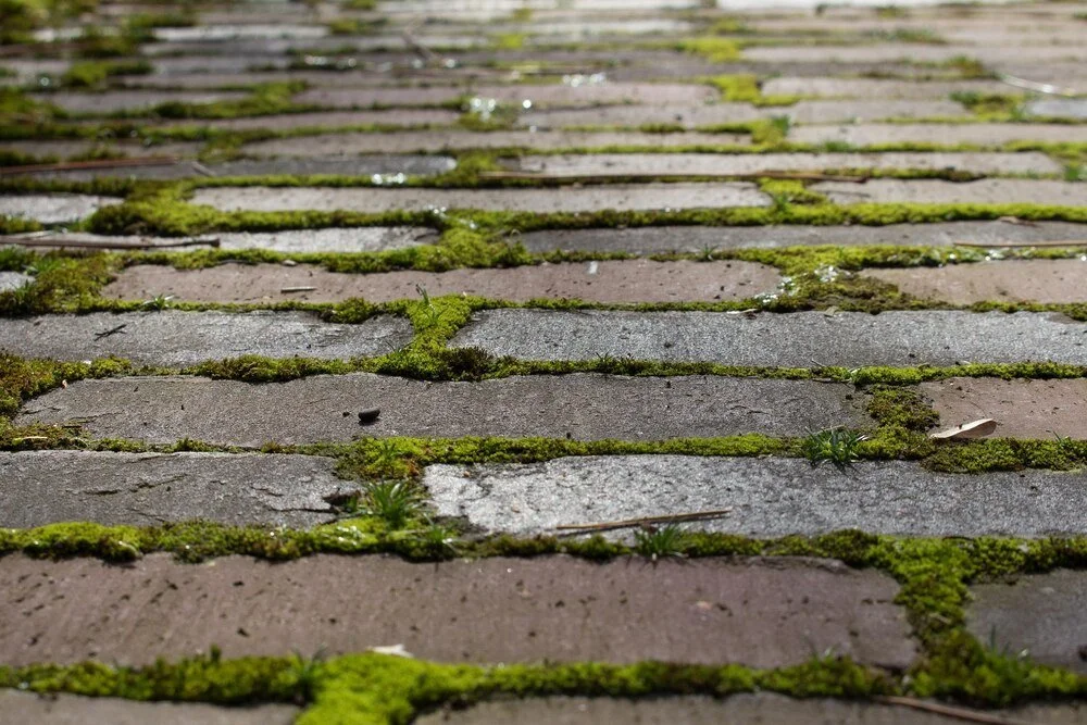 How to Prevent Moss Growth Between Pavers: A Simple Guide — Aviara Pavers