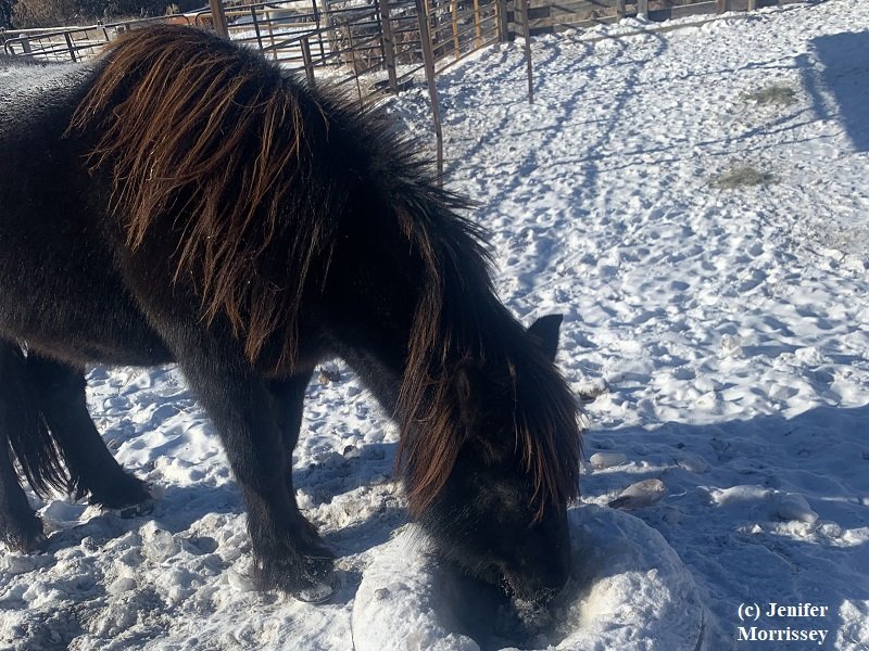 Keeping Fell Ponies Warm in Winter - 2 — Willowtrail Fell Ponies