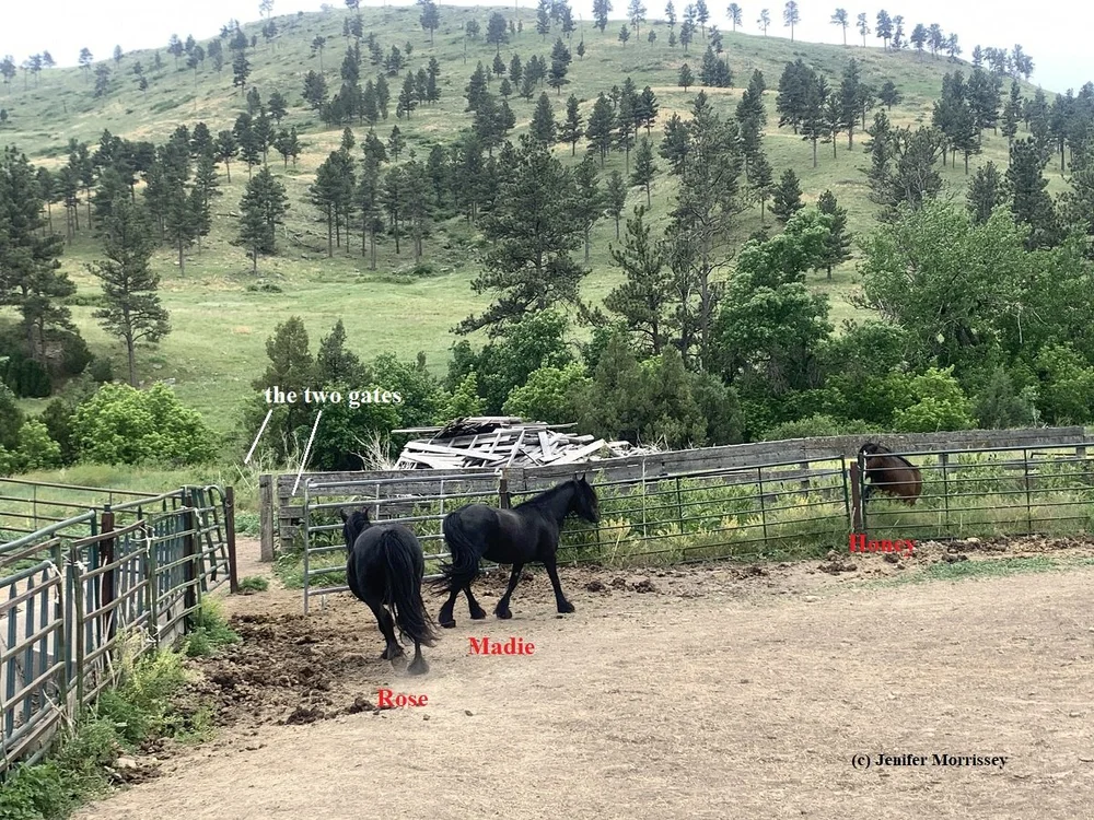 Phantom at the Gate — Willowtrail Fell Ponies
