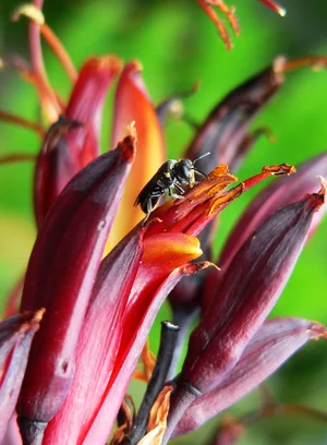 Native Bees — For The Love of Bees
