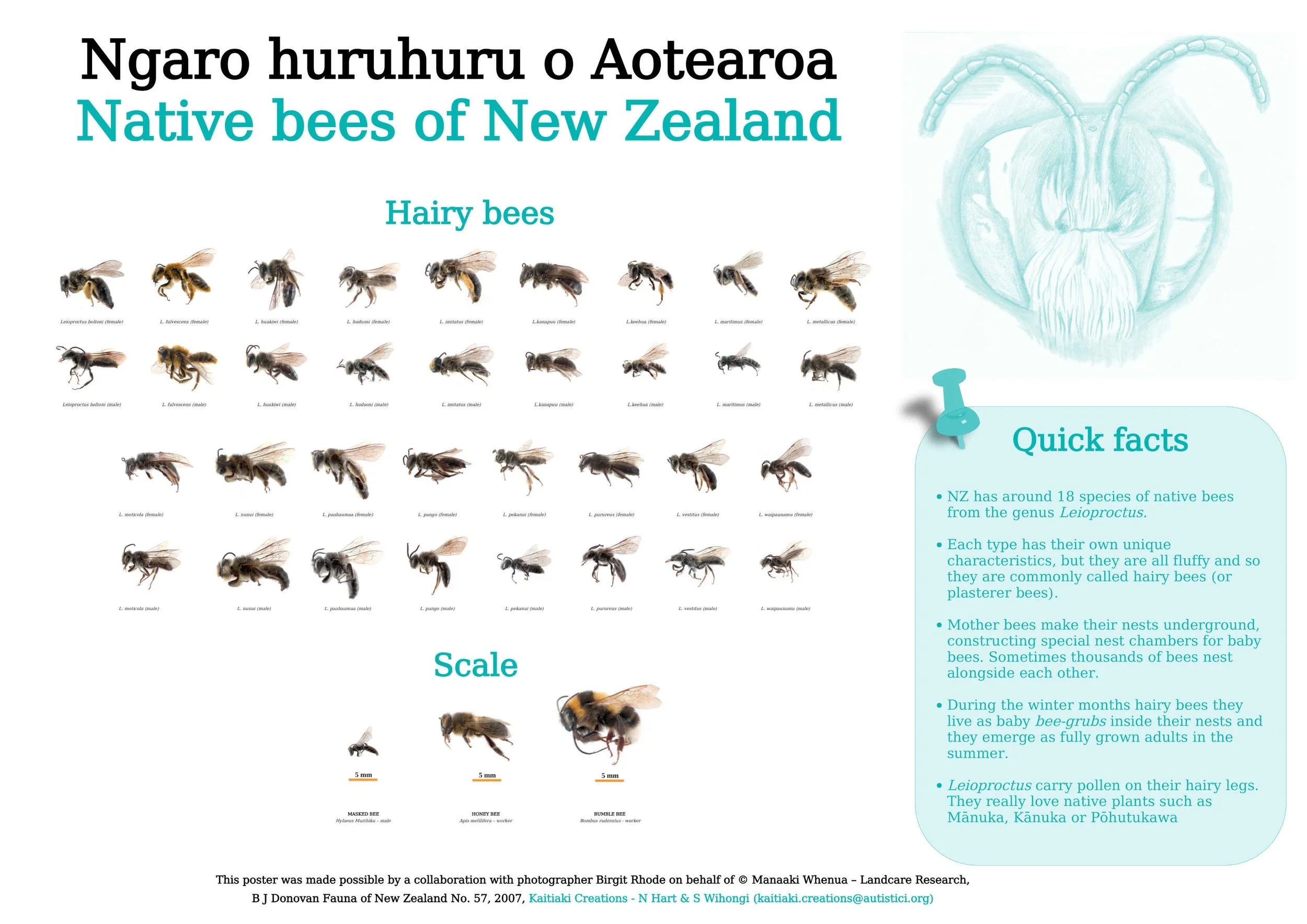 New Zealand Native Bee Poster - Ngaro Huruhuru — For The Love of Bees