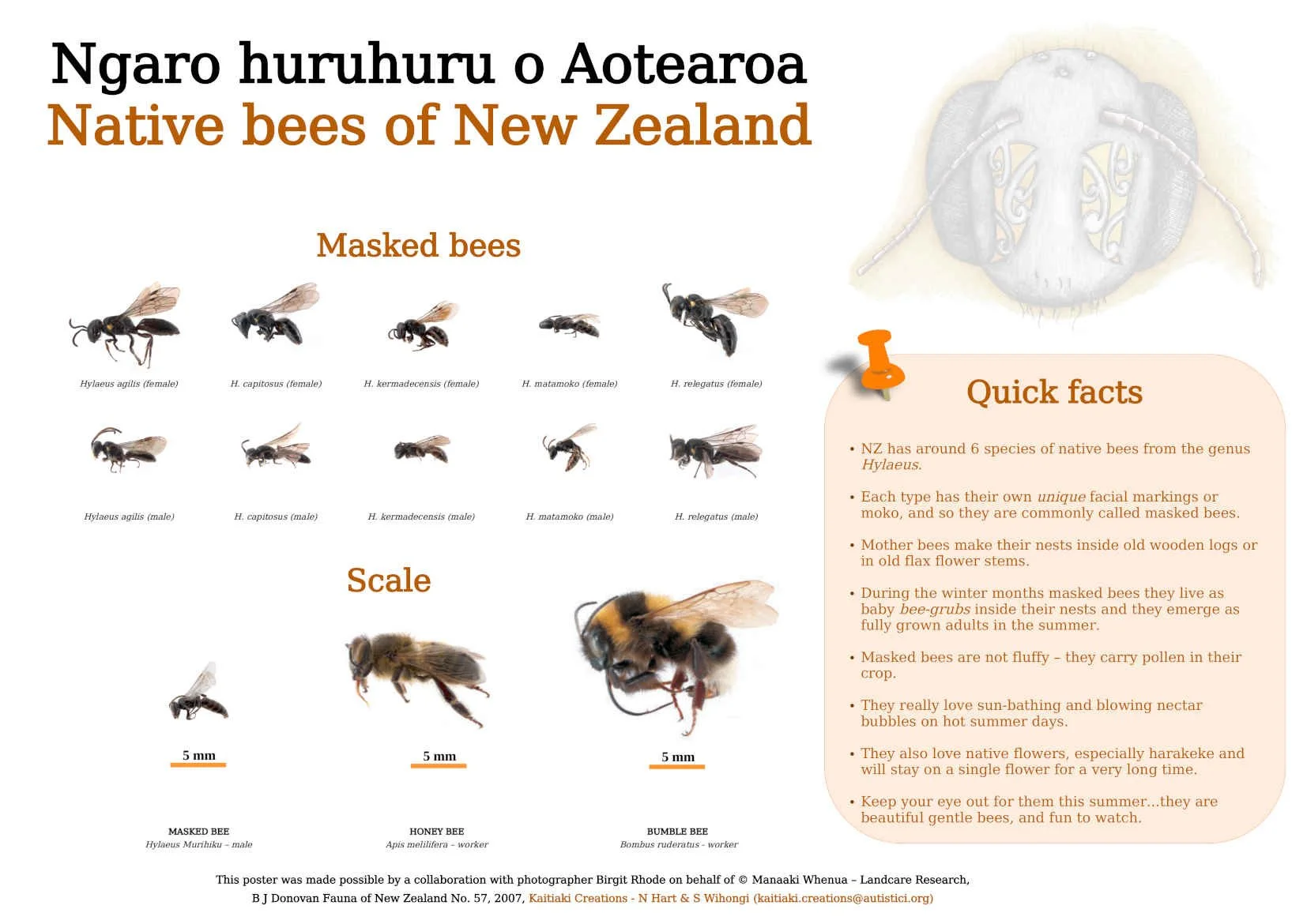 New Zealand Native Bee Poster - Ngaro Huruhuru — For The Love of Bees