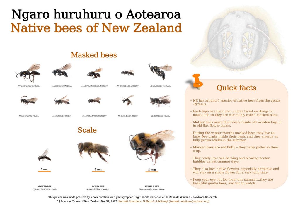 New Zealand Native Bee Poster - Ngaro Huruhuru — For The Love of Bees