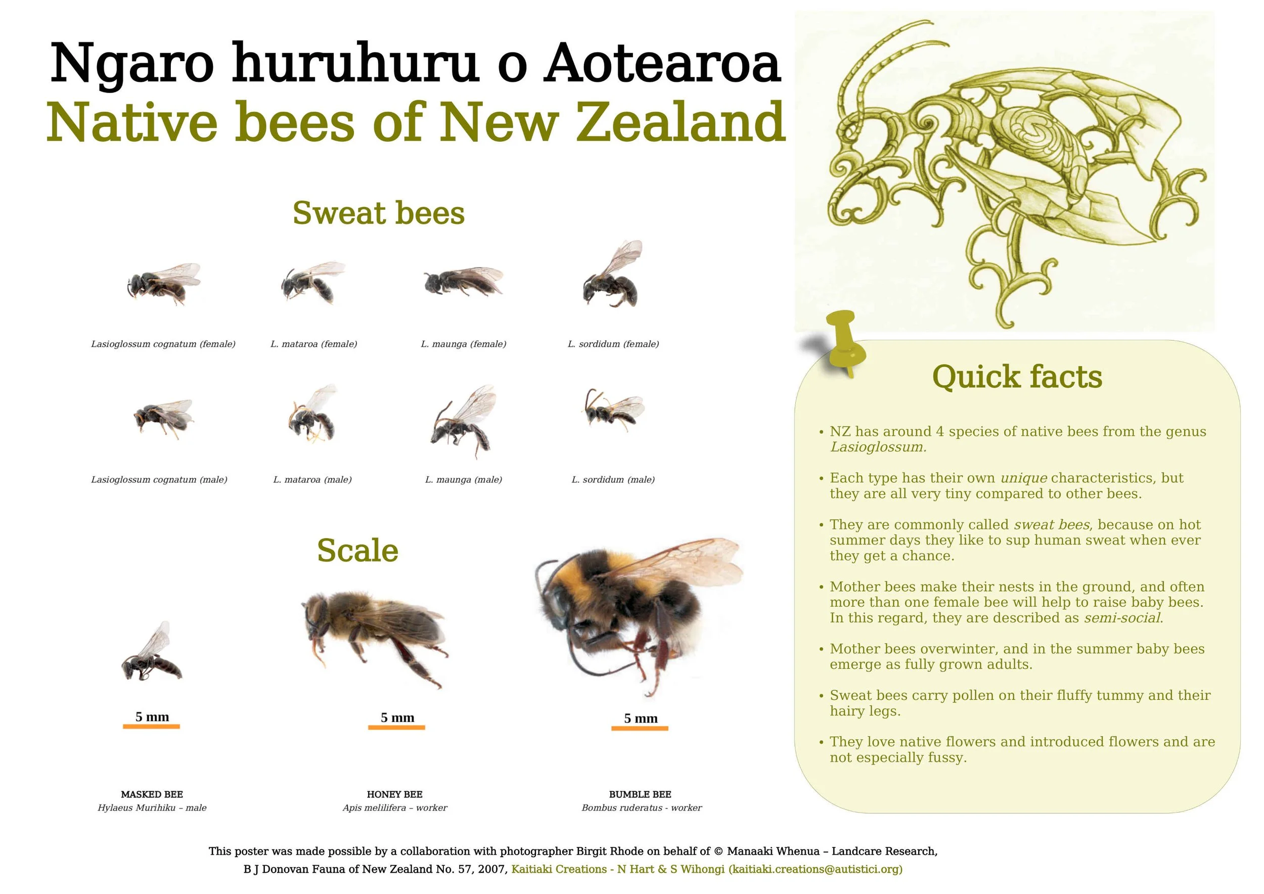 New Zealand Native Bee Poster - Ngaro Huruhuru — For The Love of Bees