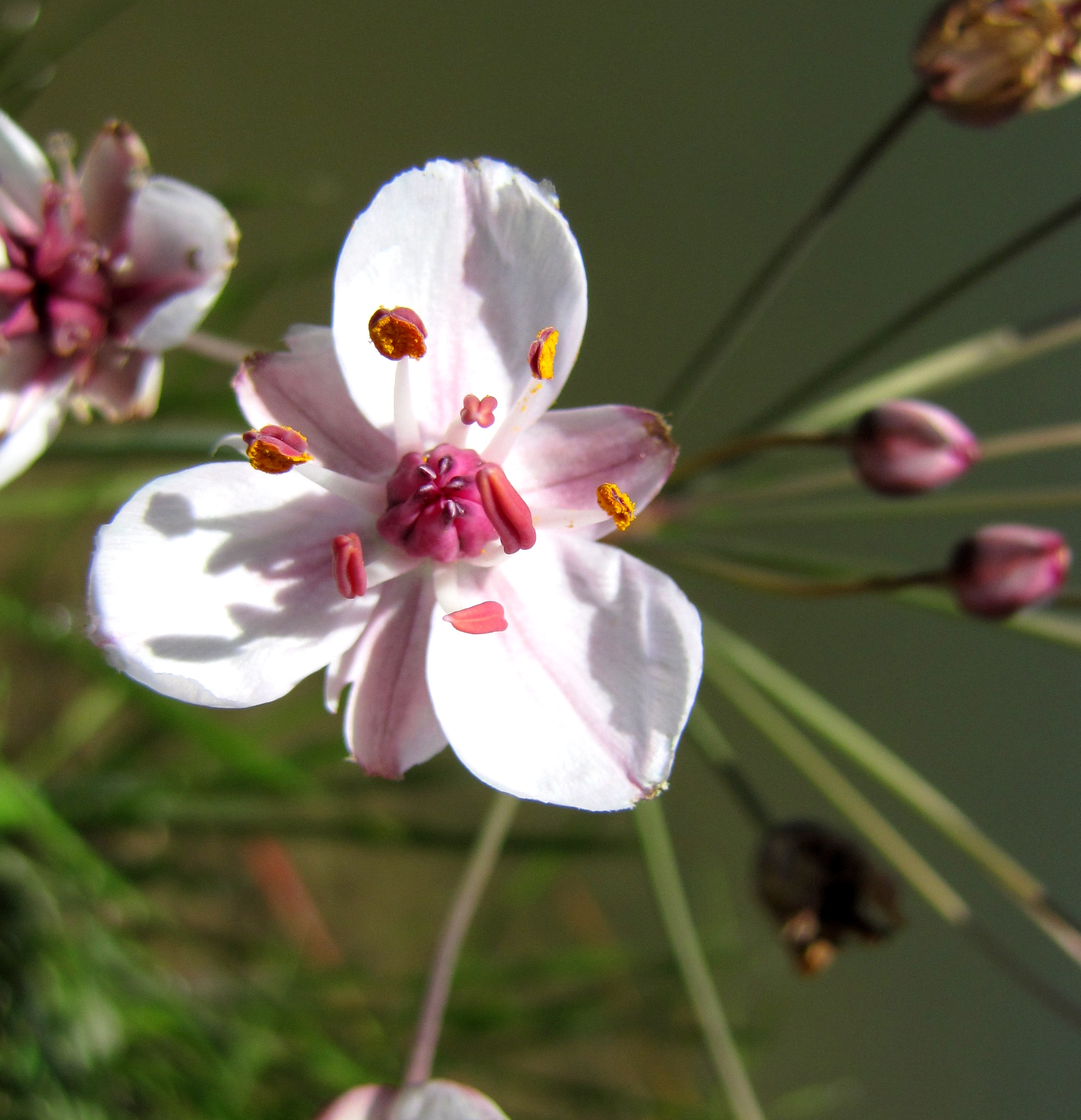 Flowering Rush — CCT-Range