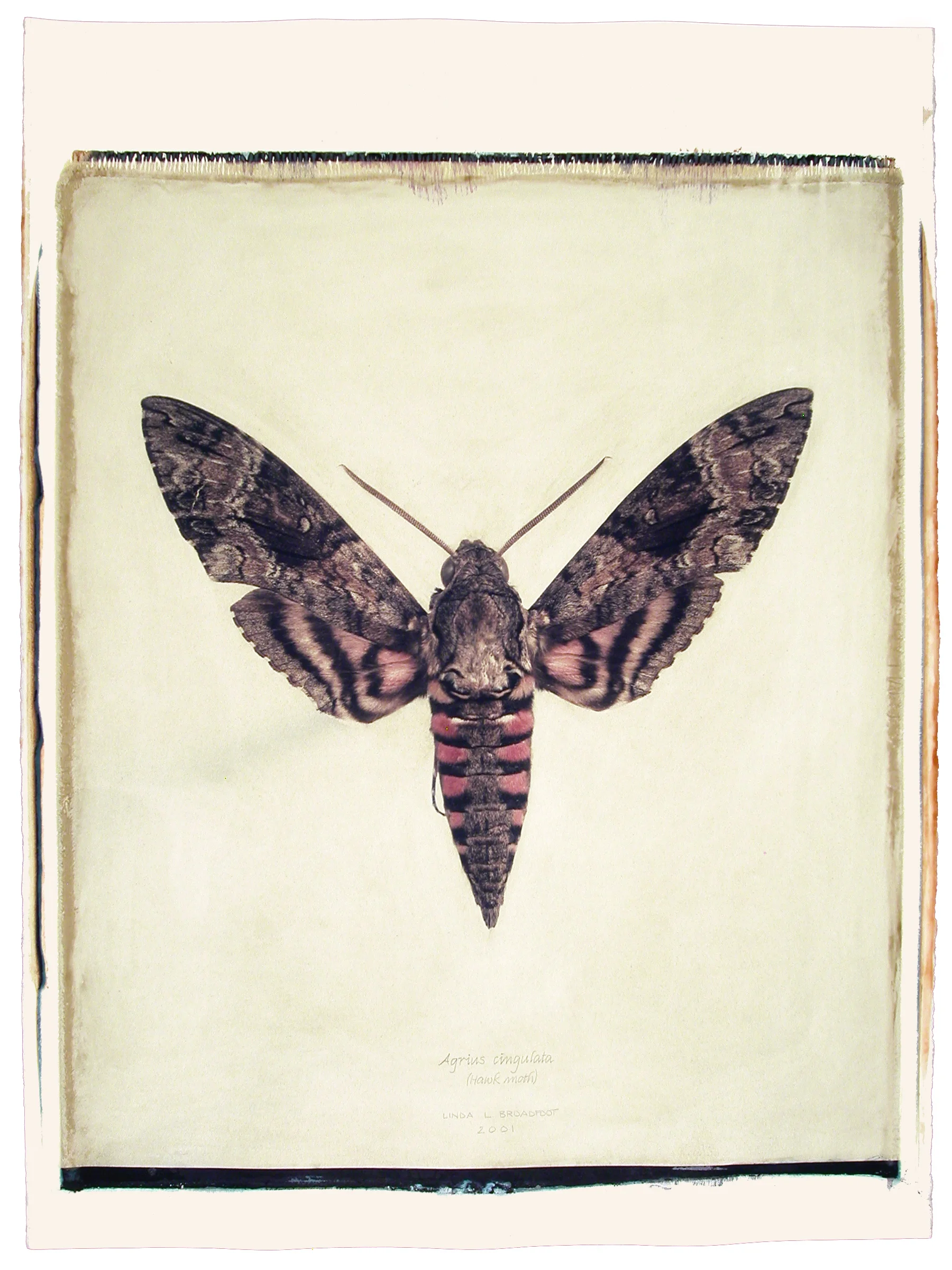 Linda L. Broadfoot: Insect Prints