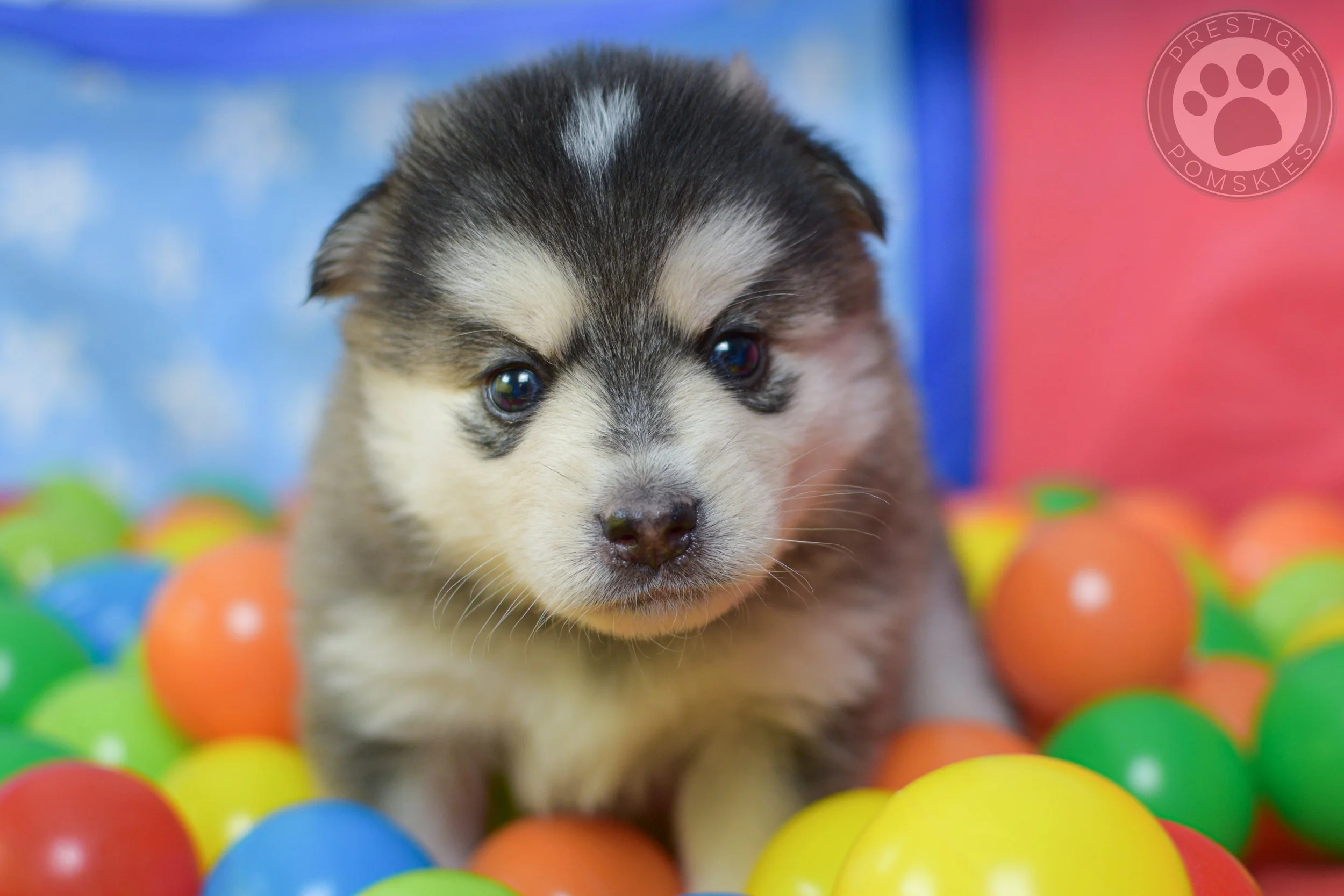 Available Pomsky Puppies from Prestige Pomskies UK Breeder — Prestige ...