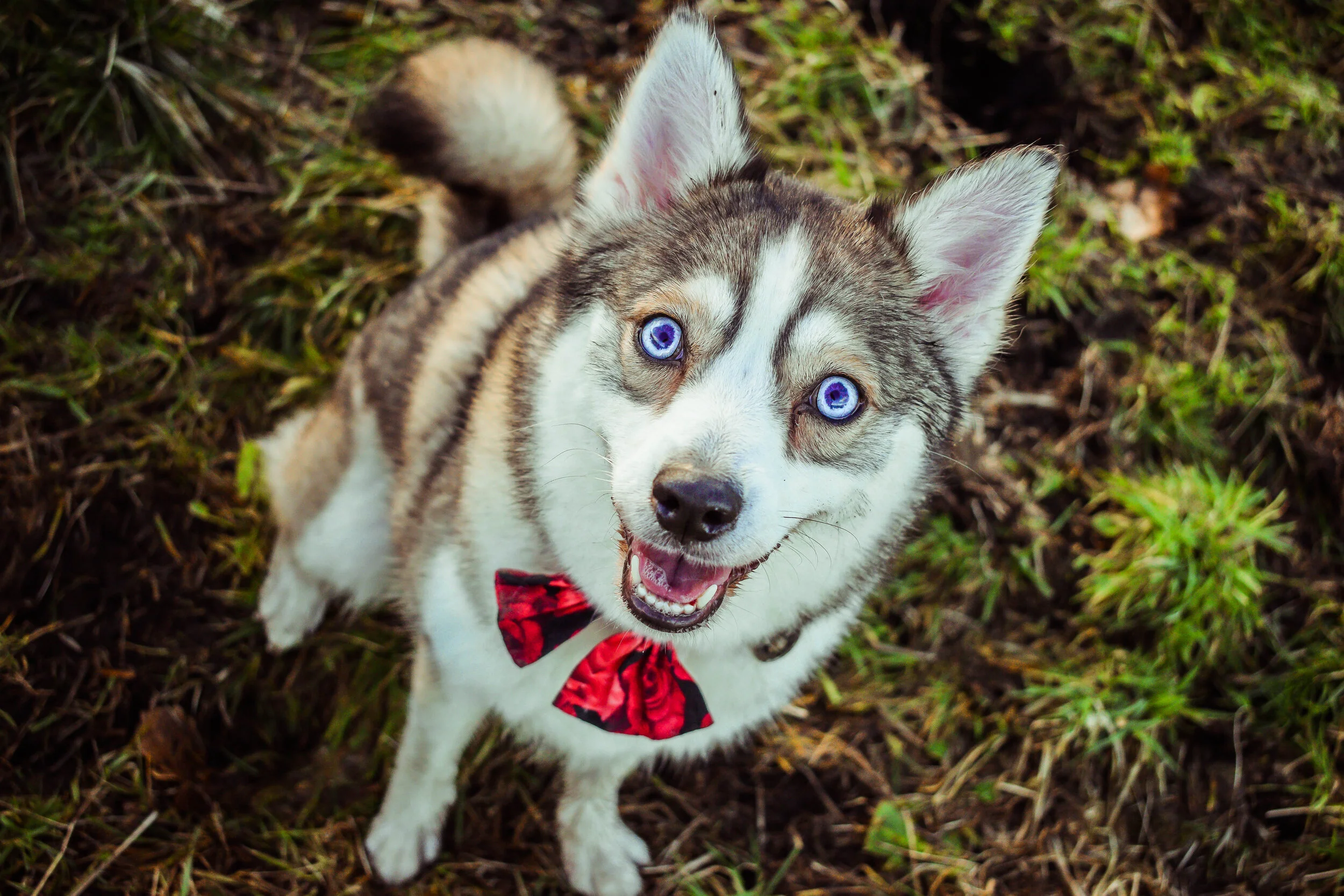 Prestige Pomskies Pack — Prestige Pomskies