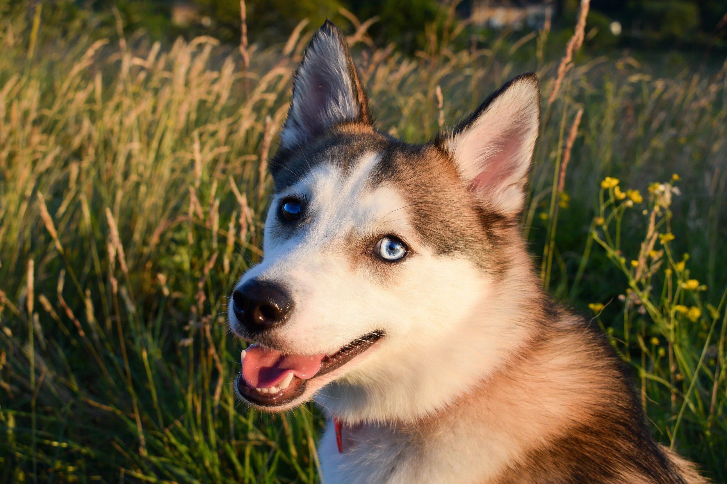 Prestige Pomskies Pack — Prestige Pomskies