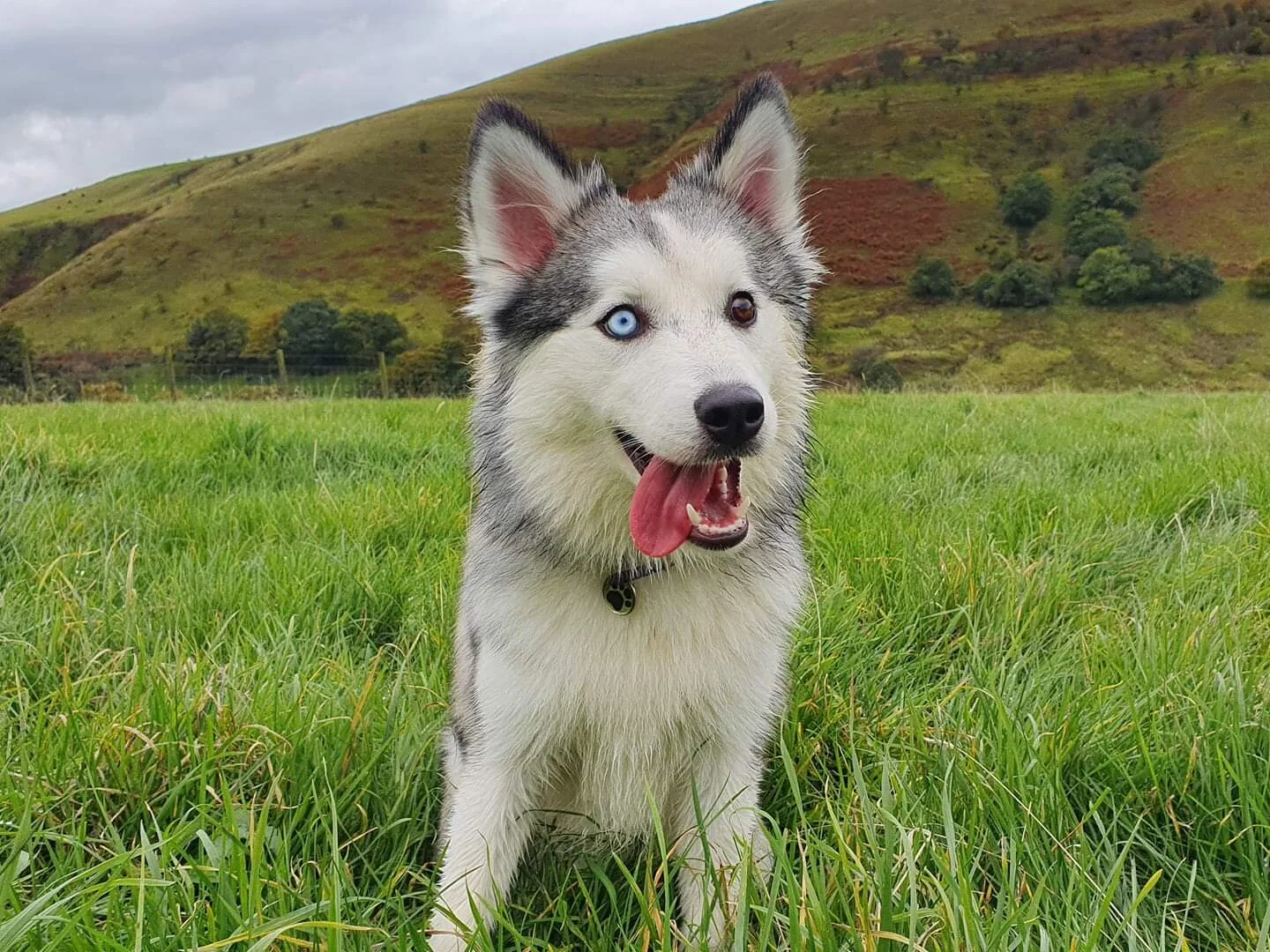 Prestige Pomskies Pack — Prestige Pomskies