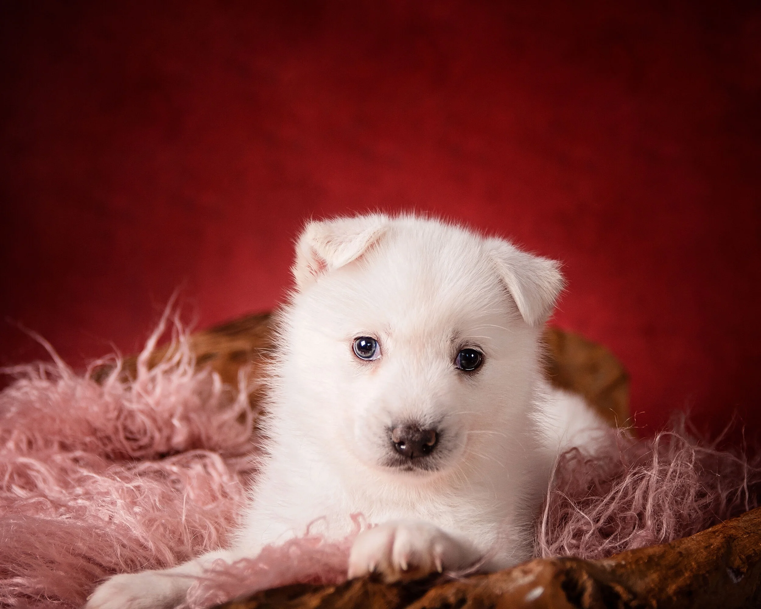 FAQ — Prestige Pomskies