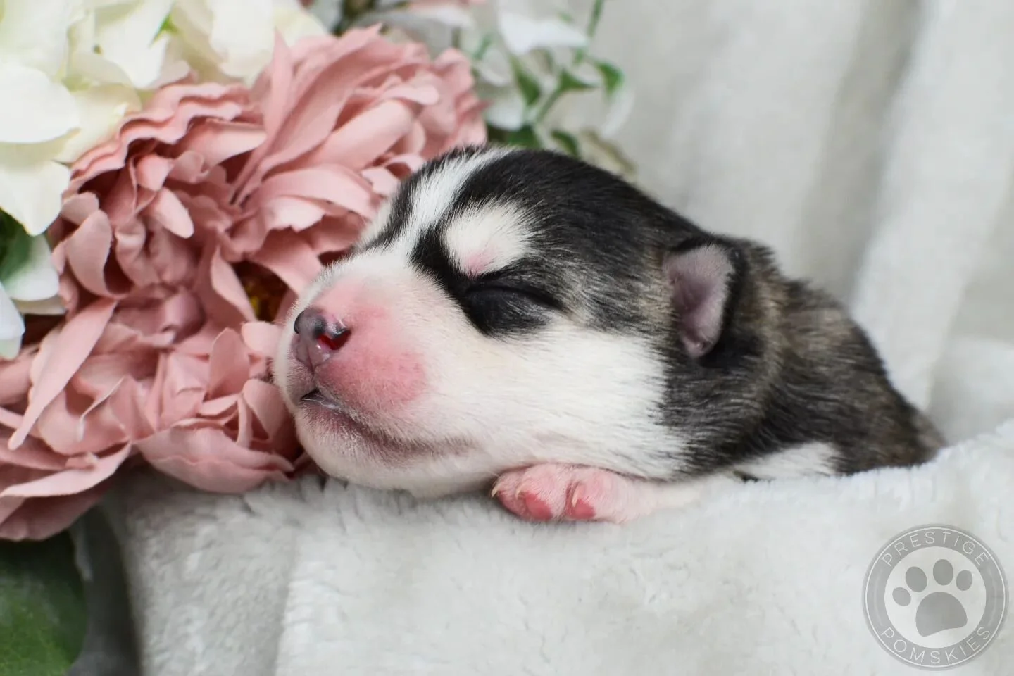 Newborn Pomsky