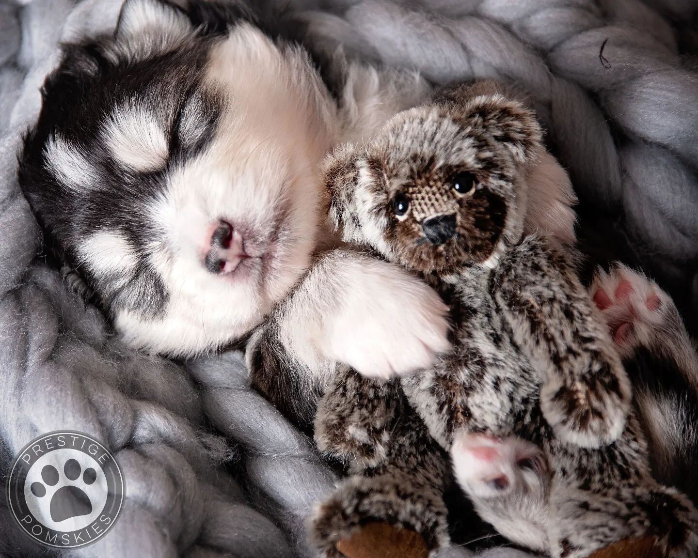Newborn Pomsky