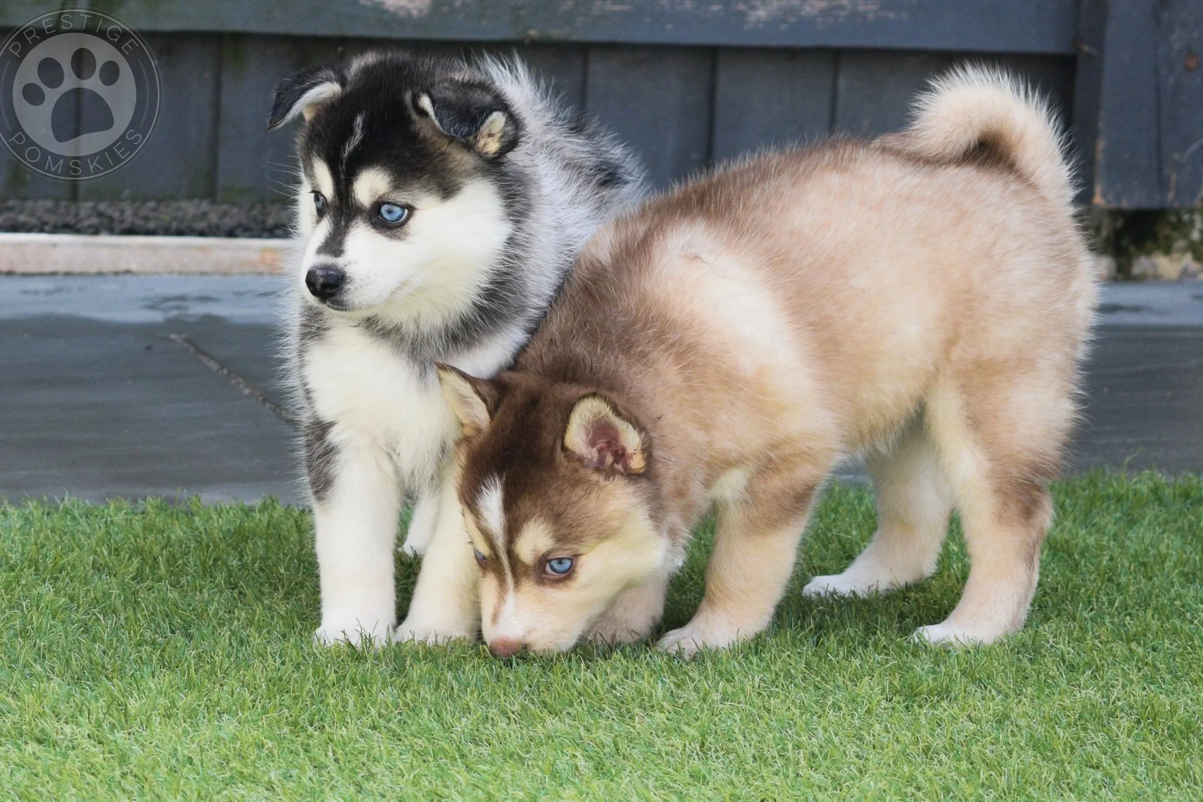 Prestige Pomskies - UK Pomsky Breeders - Pomsky puppies for sale