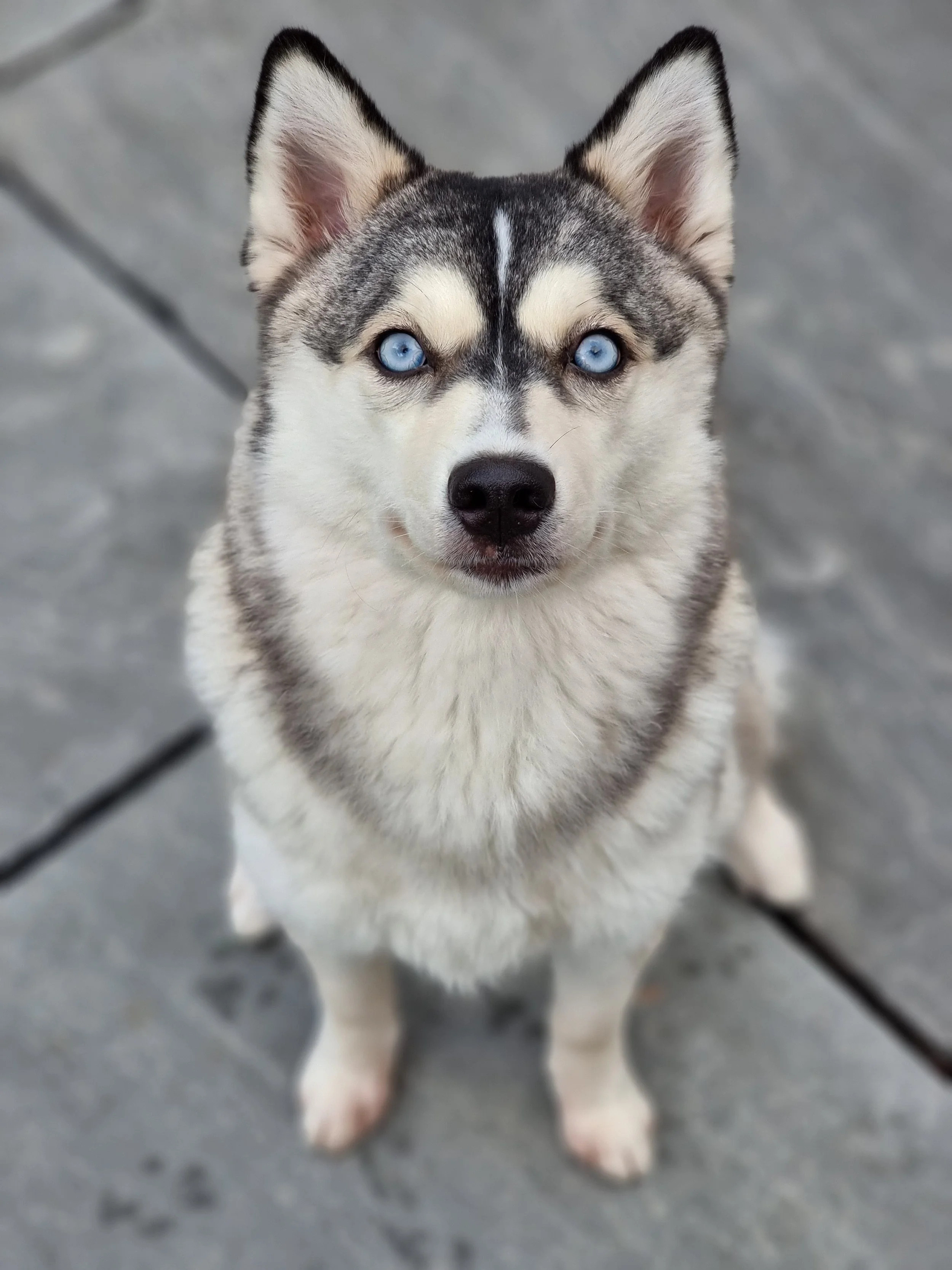 Prestige Pomskies Pack — Prestige Pomskies