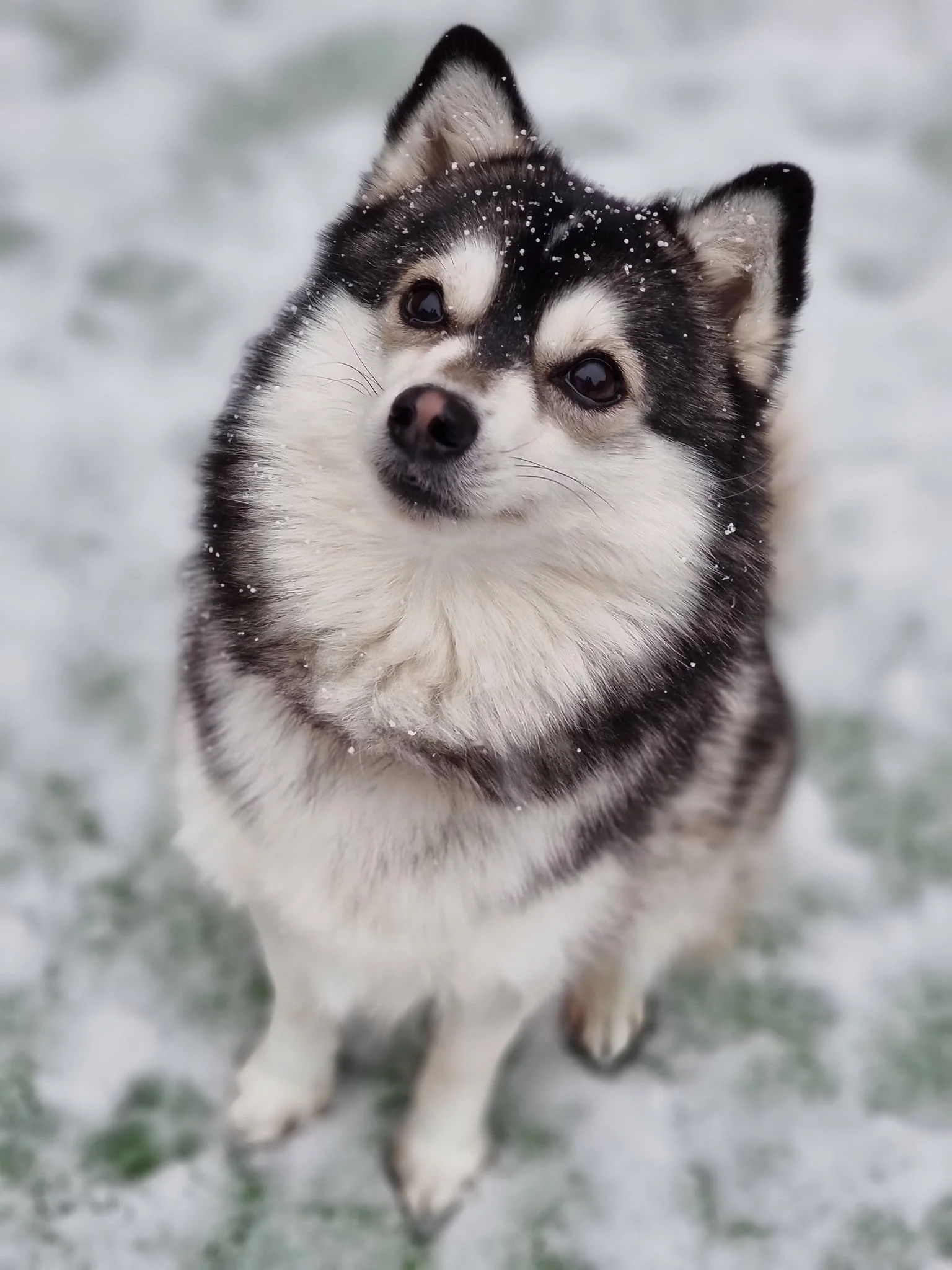Prestige Pomskies Pack — Prestige Pomskies