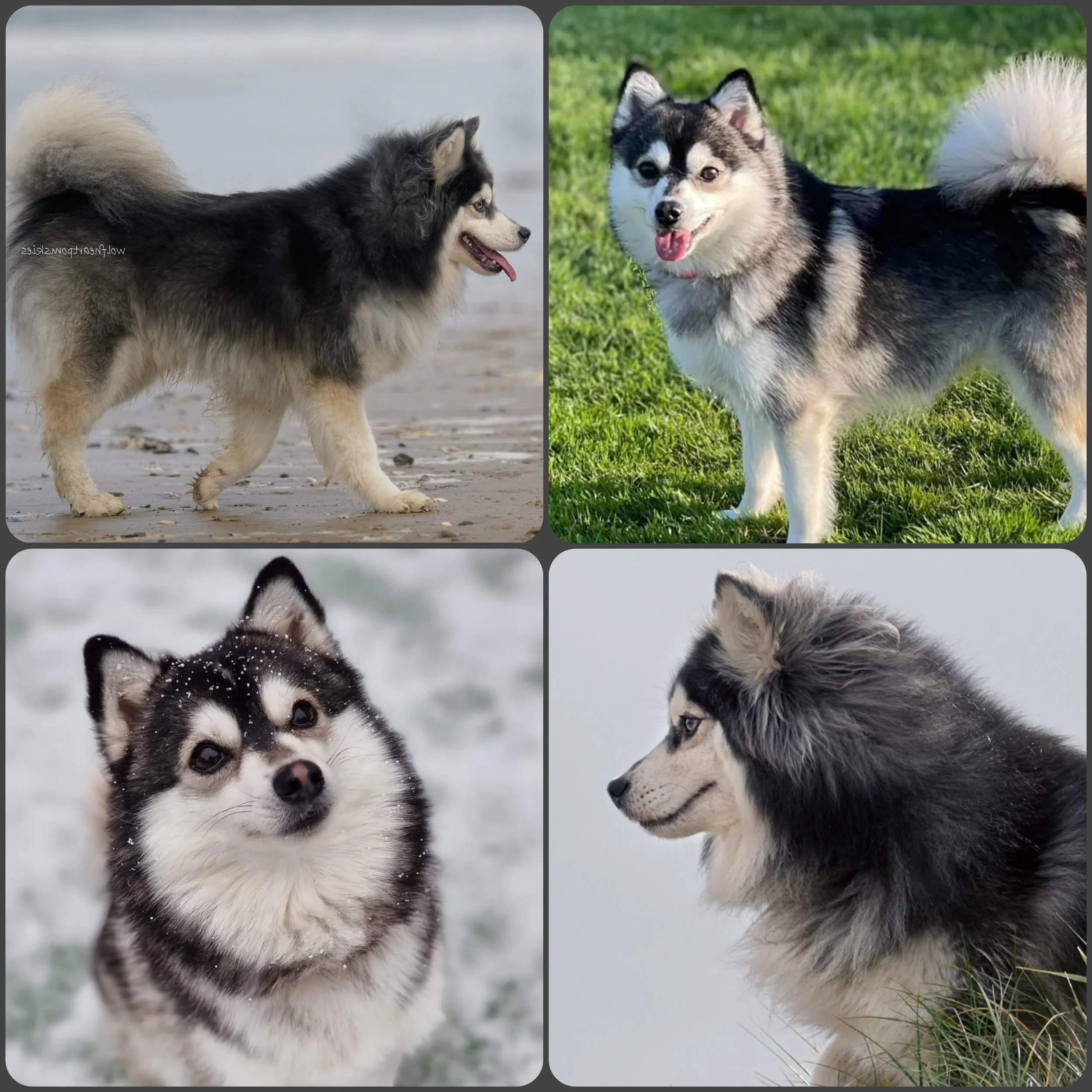 Upcoming Litters — Prestige Pomskies
