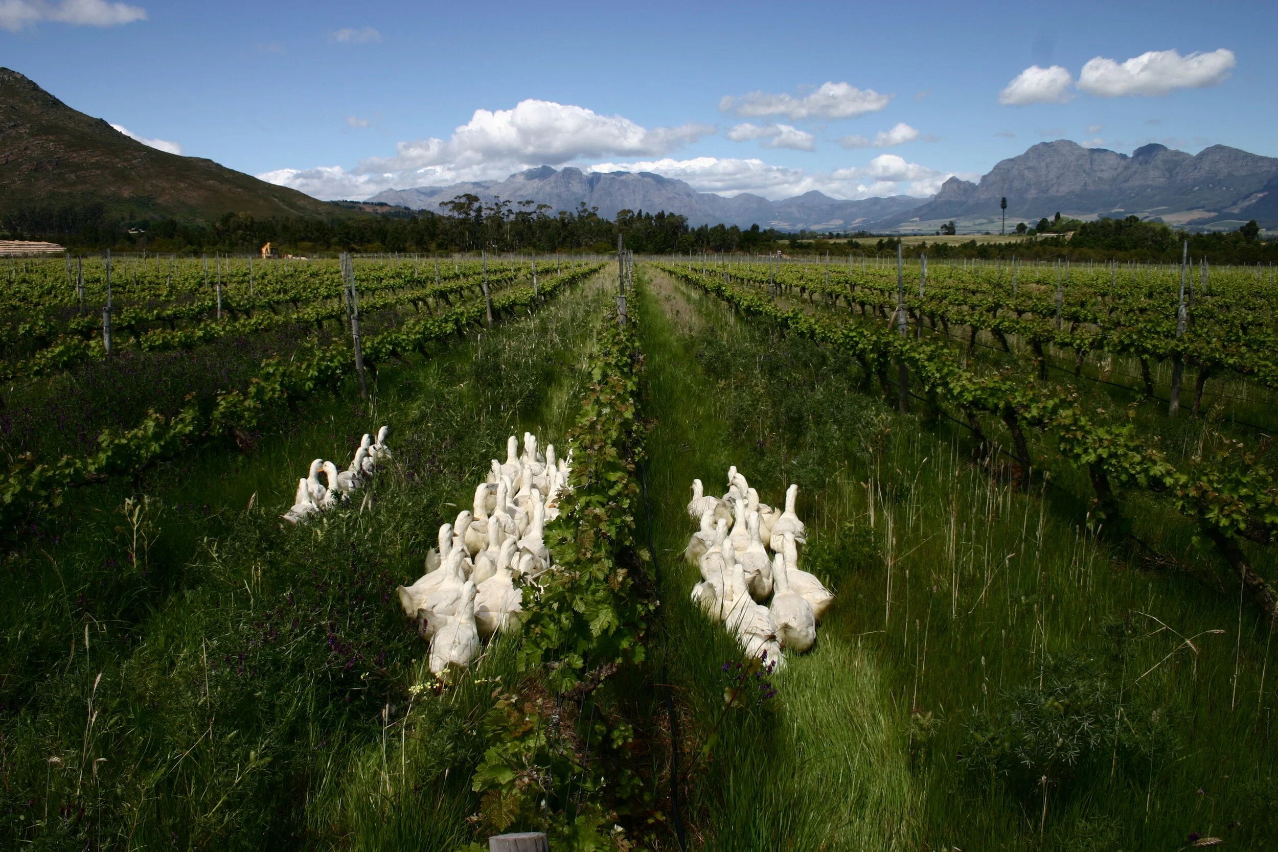 Portfolio — Baobab Wines