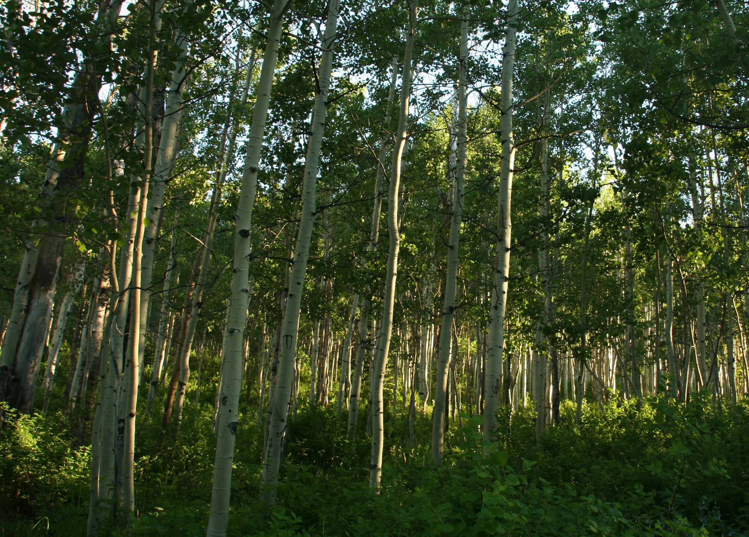 Colorado = Security Gives Back - 12/13 — Colorado = Security