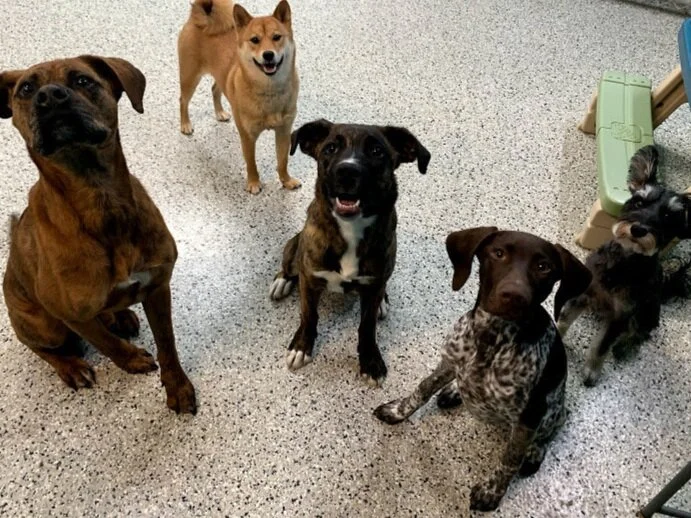 Dog Daycare — Daycare - Boarding - Canine Kingdom