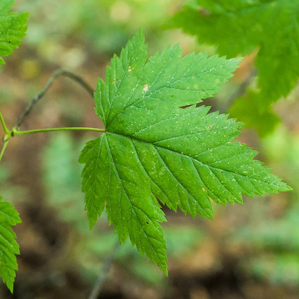 Abundant Douglas maples? — Trees Pacific Northwest