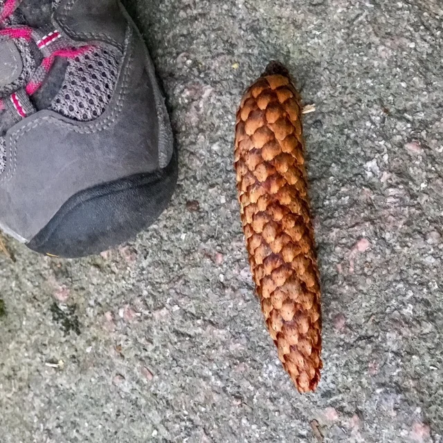Engelmann Spruce Cone