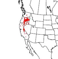 Gin made from central Oregon's western junipers — Trees Pacific Northwest