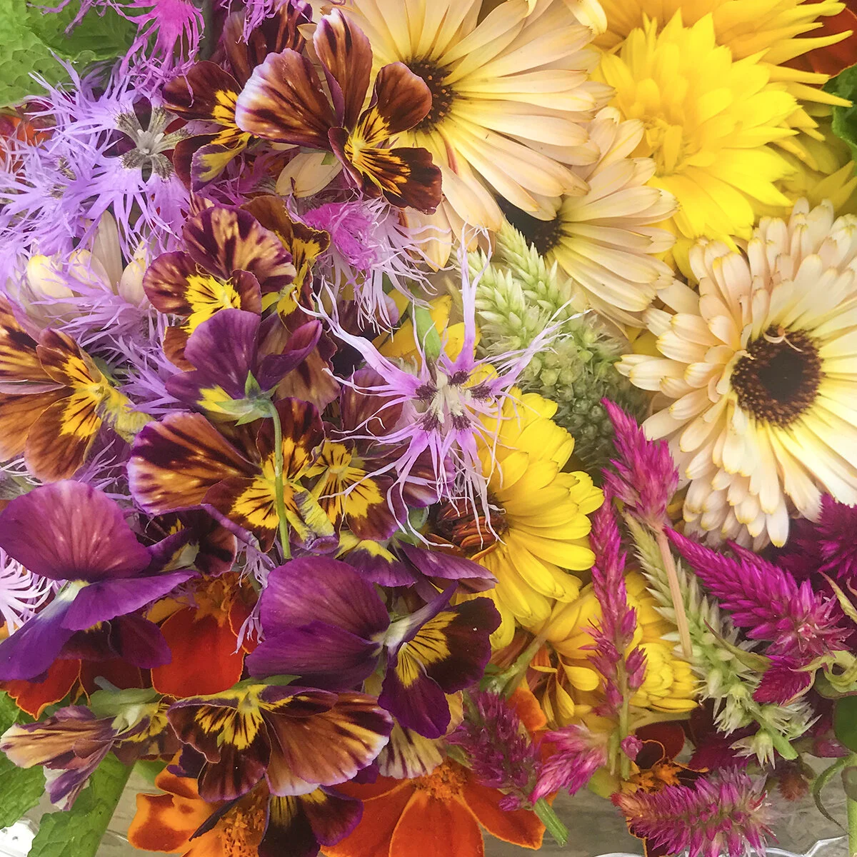 Microgreens + Edible Flowers — GRAZE