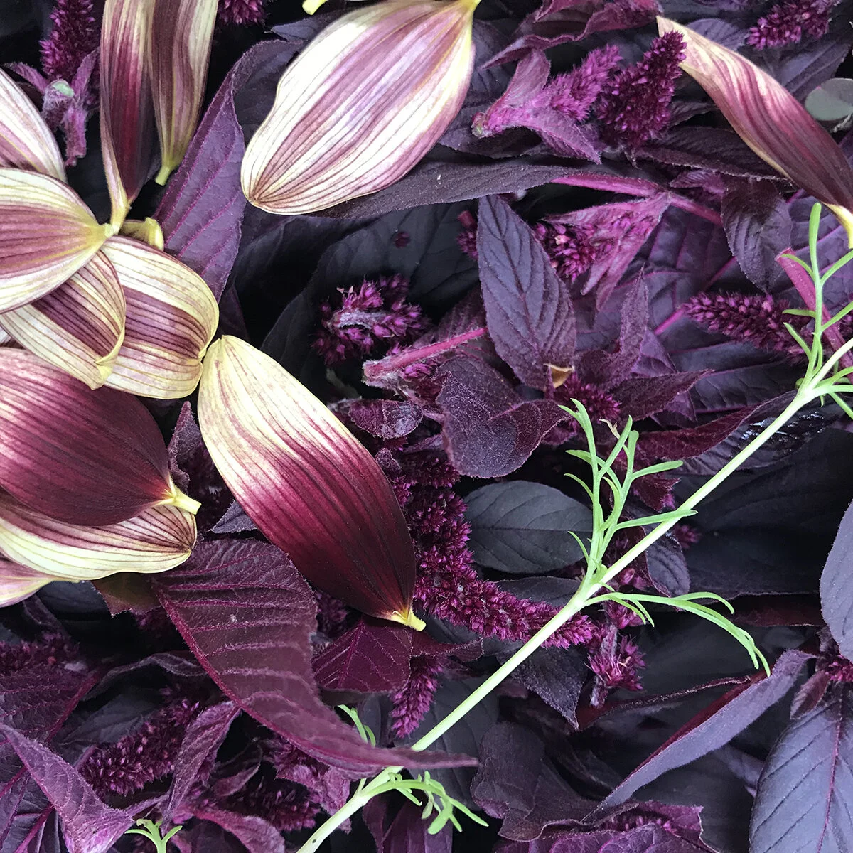 Microgreens + Edible Flowers — GRAZE