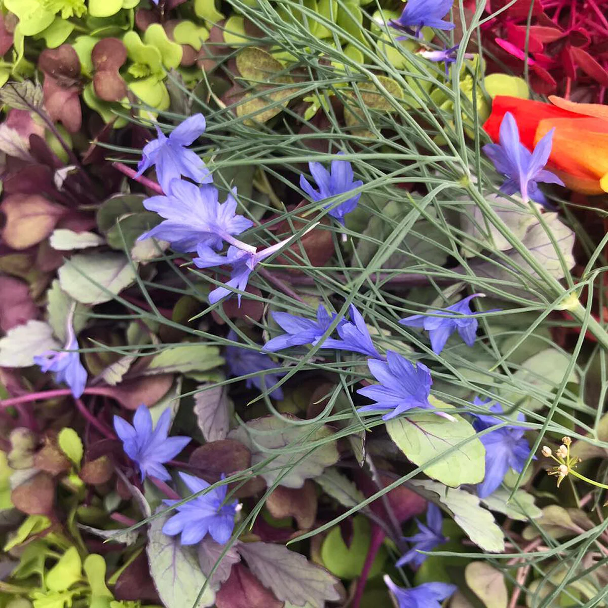 Microgreens + Edible Flowers — GRAZE