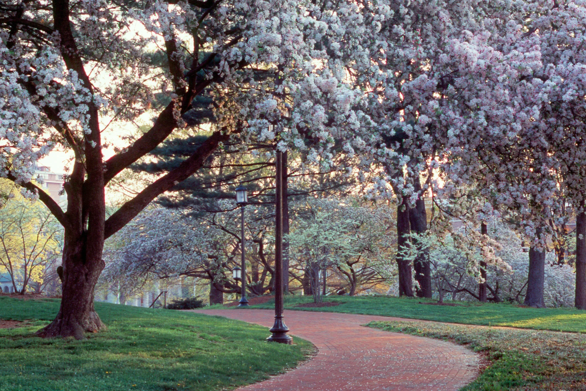 Johns Hopkins University — Michael Vergason Landscape Architects, Ltd.