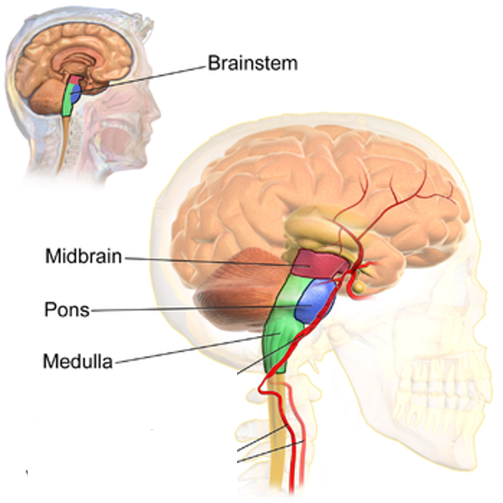 Breathing: A Form Of Mind Control — MATRIX