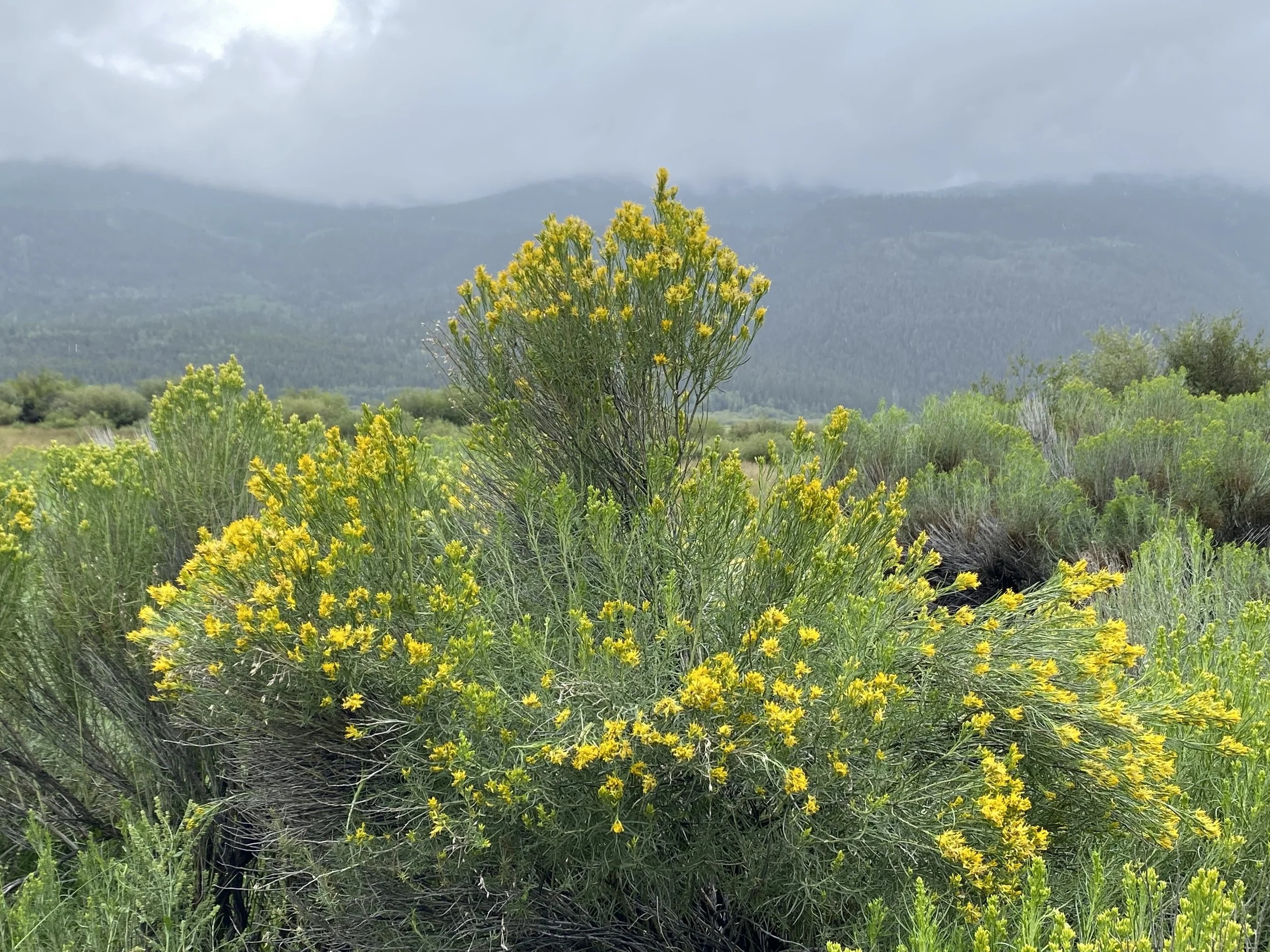 Damaged goods welcome — Independence Pass Foundation