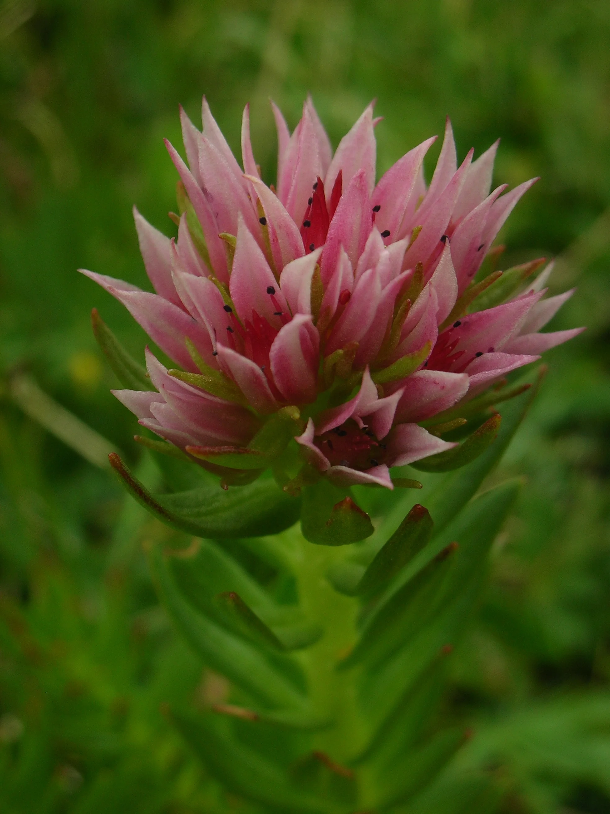 Wildflowers of the Pass — Independence Pass Foundation
