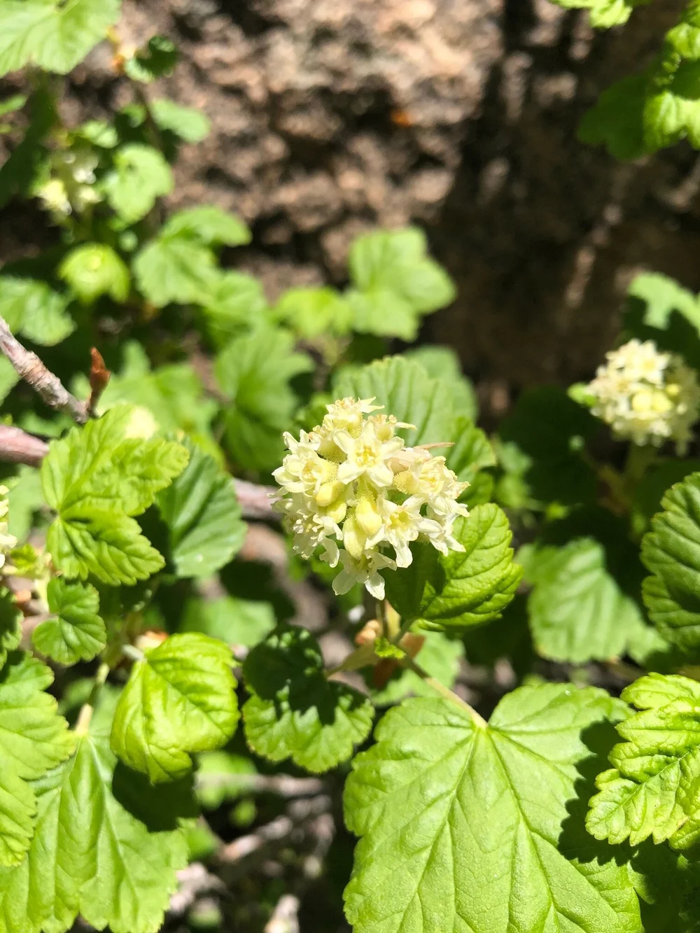 Berry, berry, quite contrary — Independence Pass Foundation