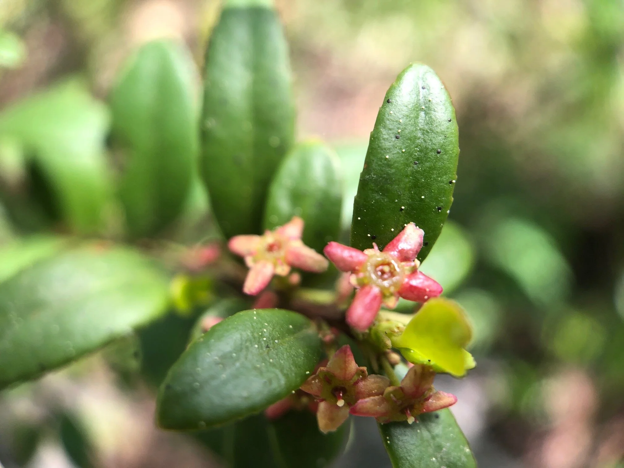 Cultivating appreciation — Independence Pass Foundation