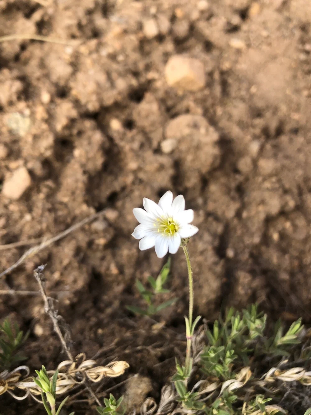 Scarious stuff — Independence Pass Foundation