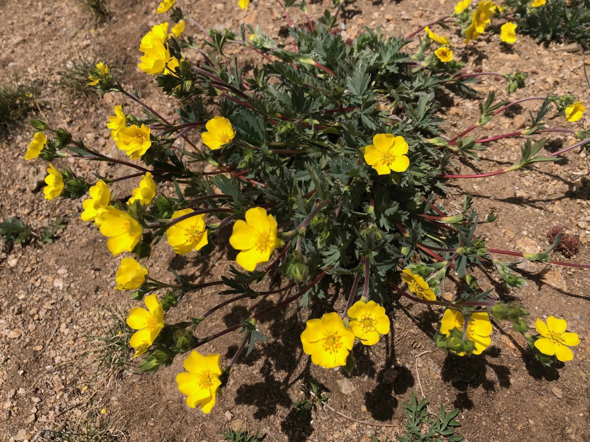 A lesson in potentillas (and patience) — Independence Pass Foundation